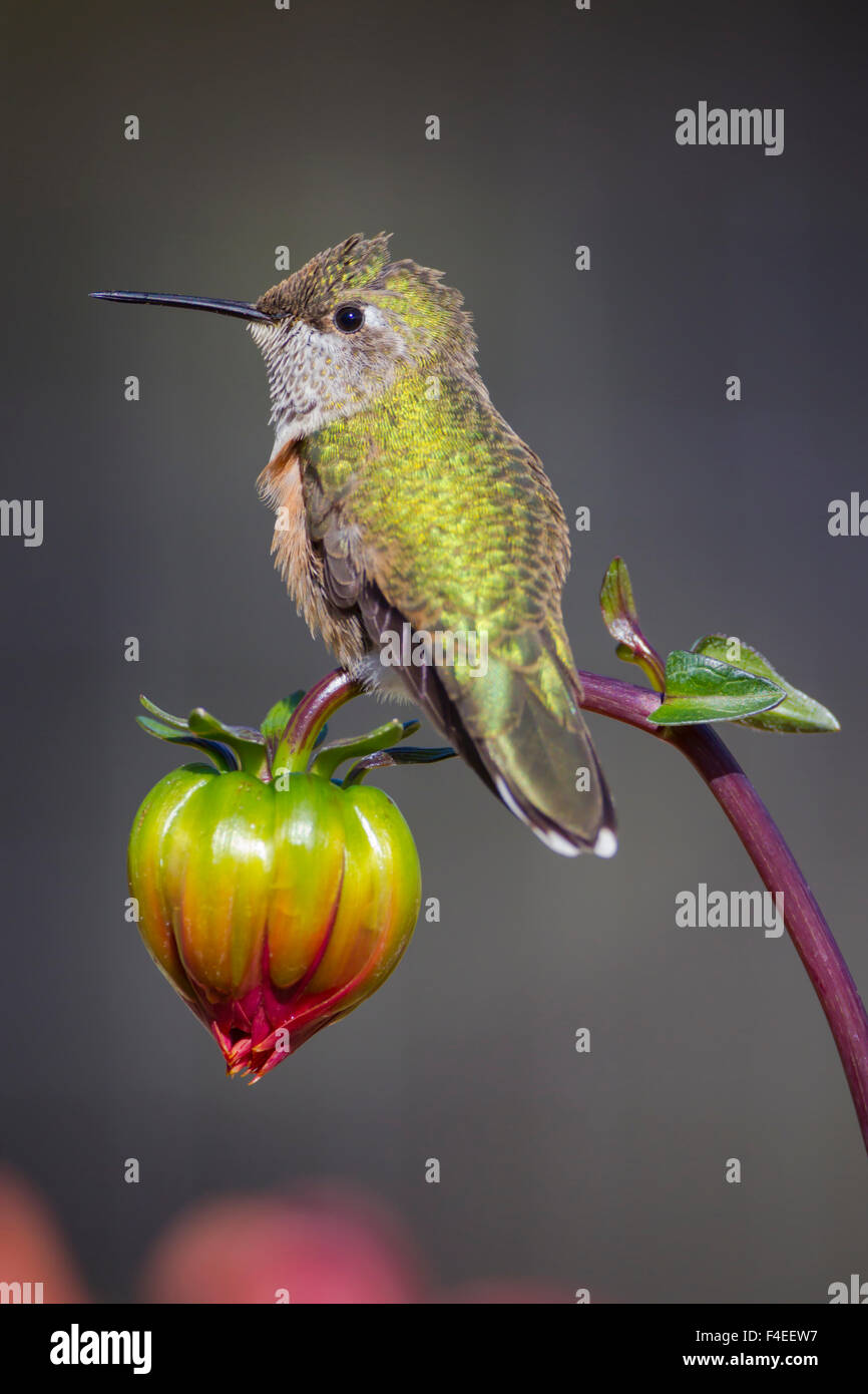 Bud Bird High Resolution Stock Photography and Images - Alamy