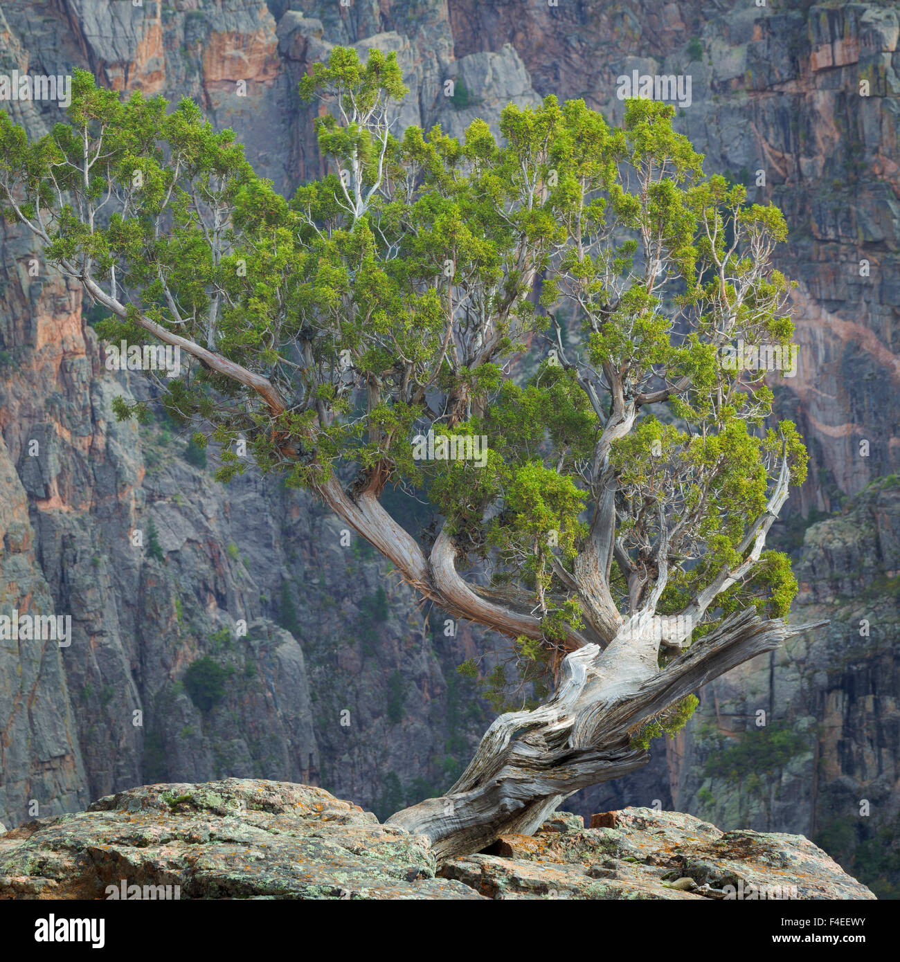 USA, Colorado, Gunnison National Park. Tree on ledge of Black Canyon ...