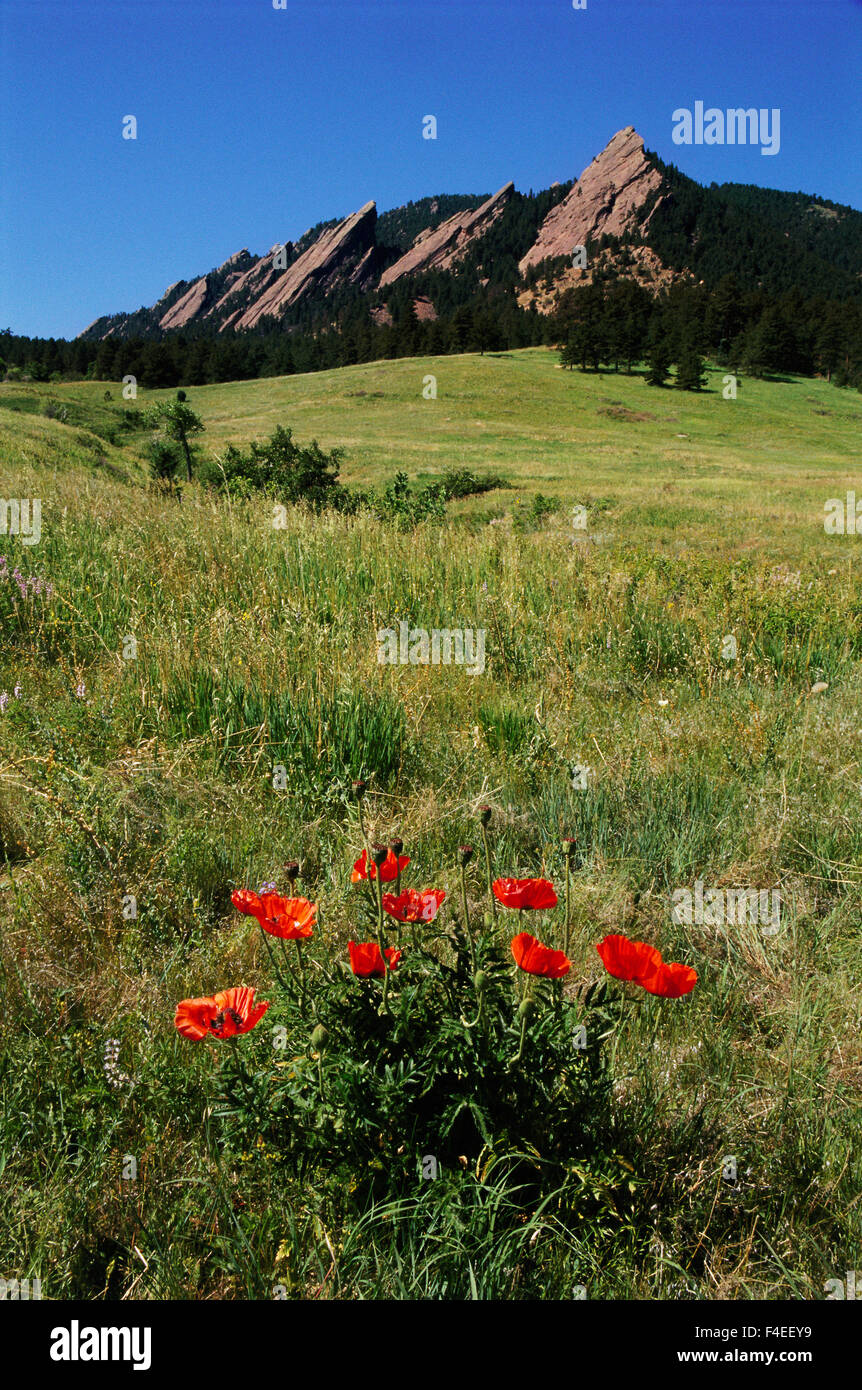 USA, Colorado, Boulder. Flatirons and poppies at Chautauqua Park ...
