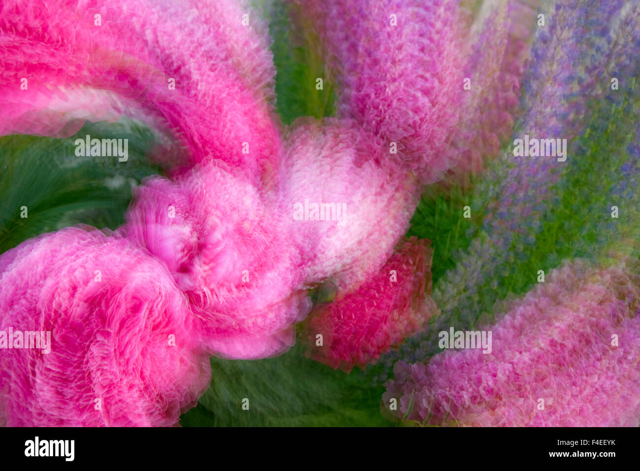 USA, Colorado, Crested Butte. Peony flower montage. Credit as: Marie ...