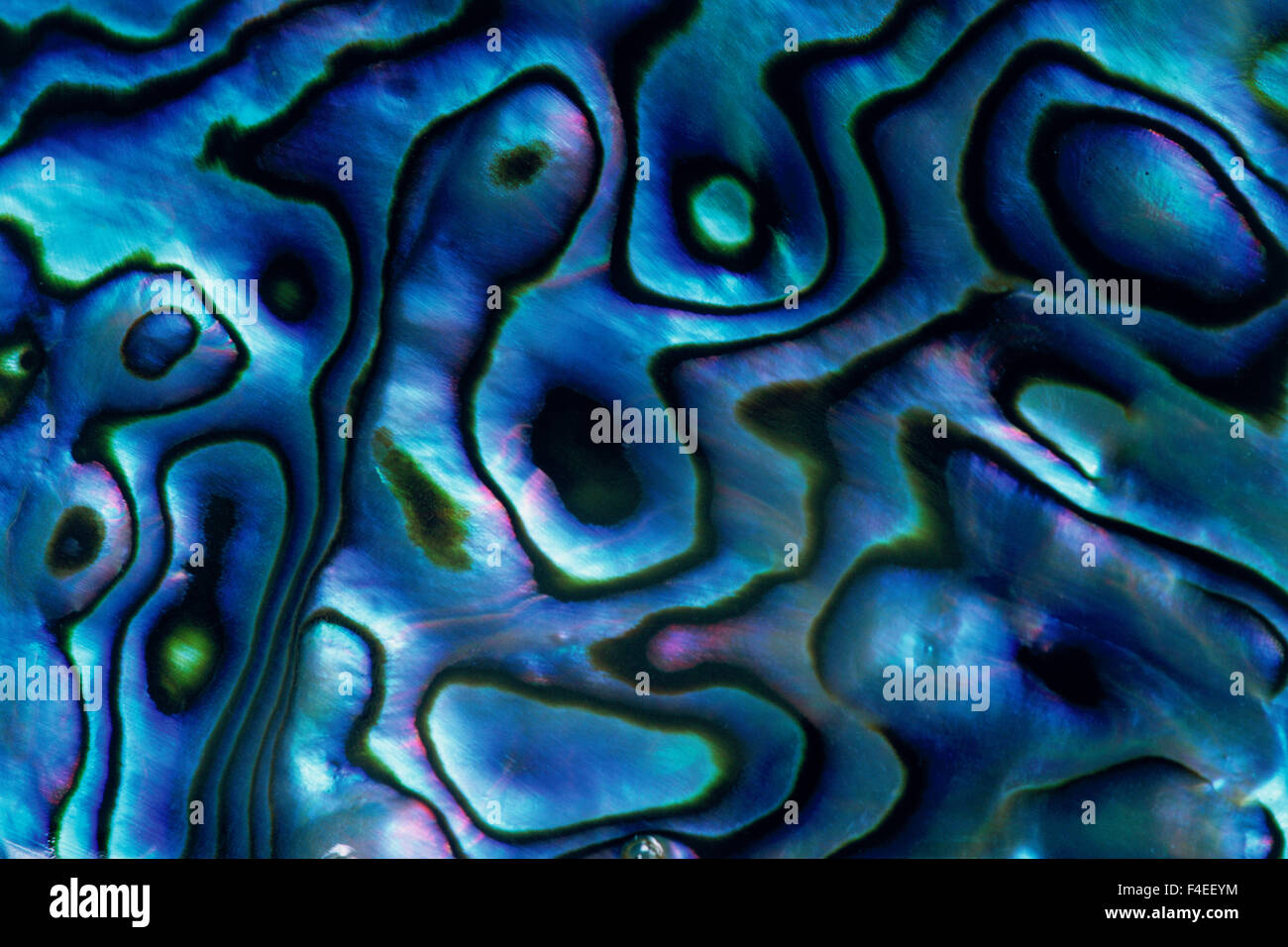Abalone shell hi-res stock photography and images - Alamy
