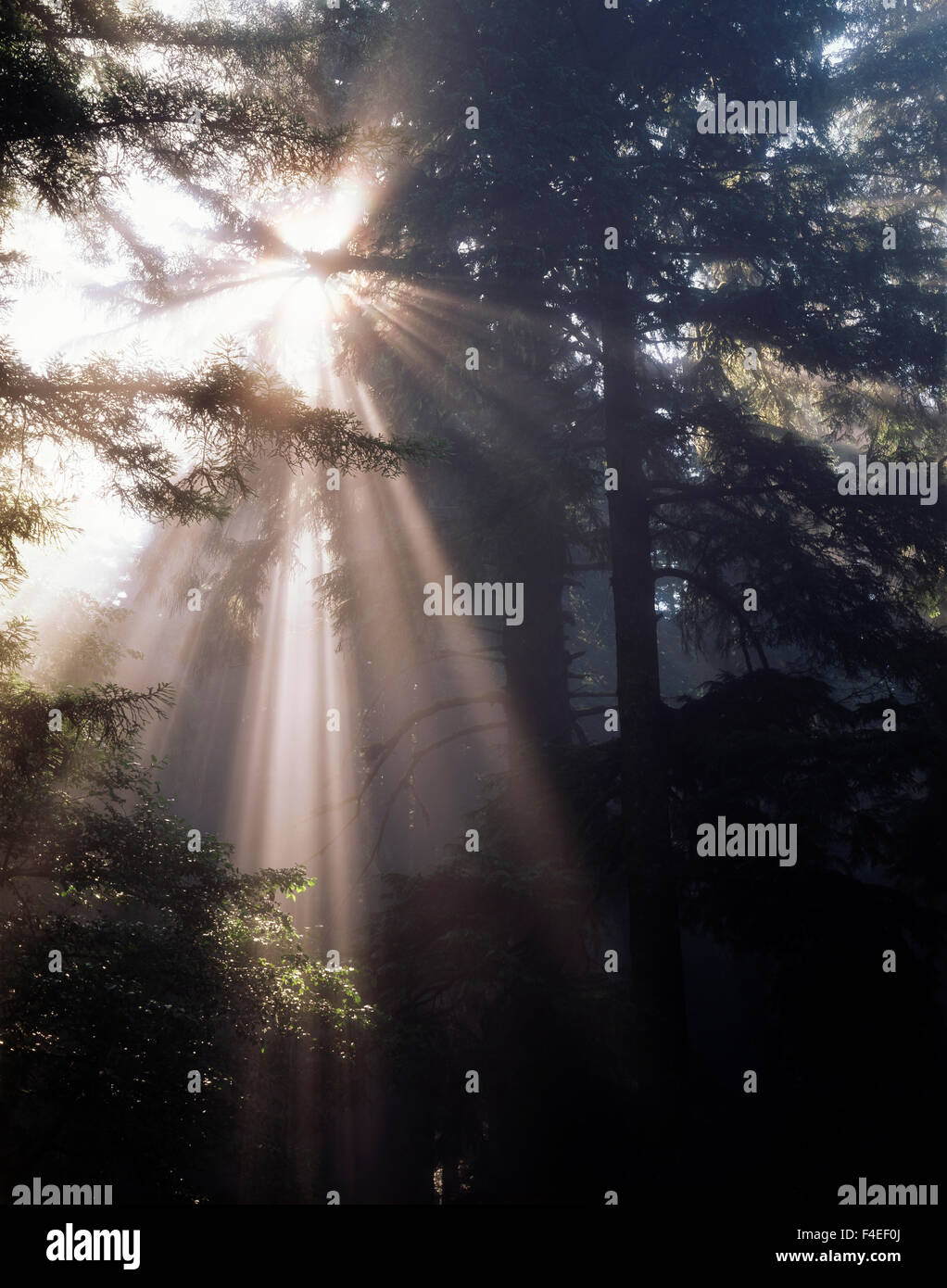 California, Del Norte Coast Redwoods State Park, The sun's rays through ...