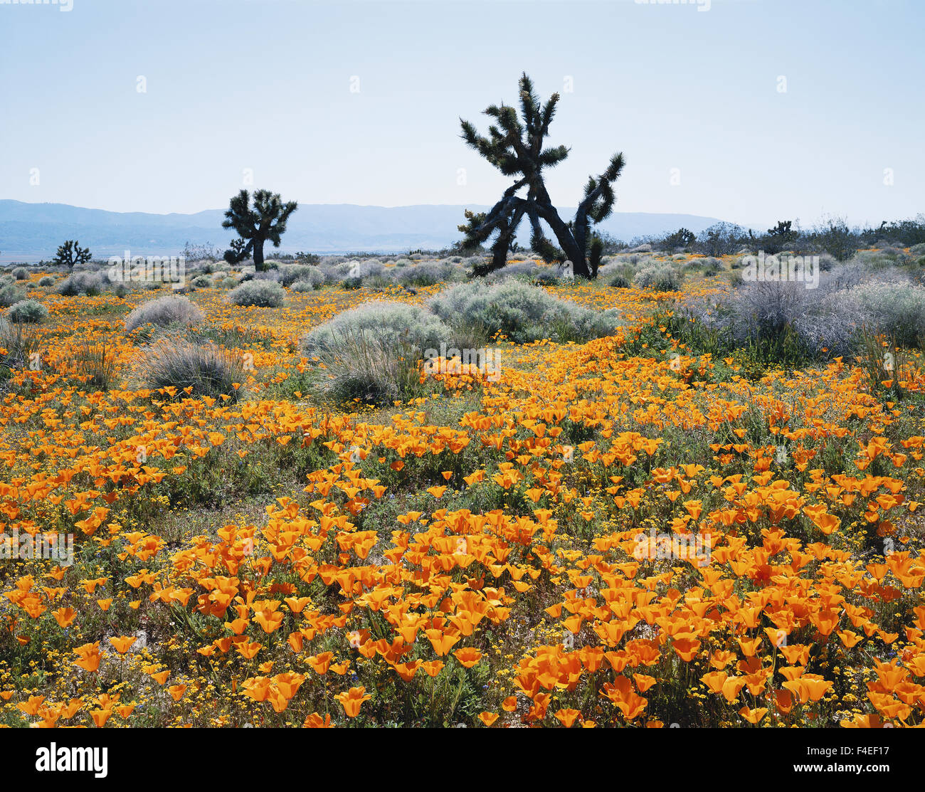 California, Antelope Valley, Joshua Trees (Yucca brevifolia Engelm) in ...
