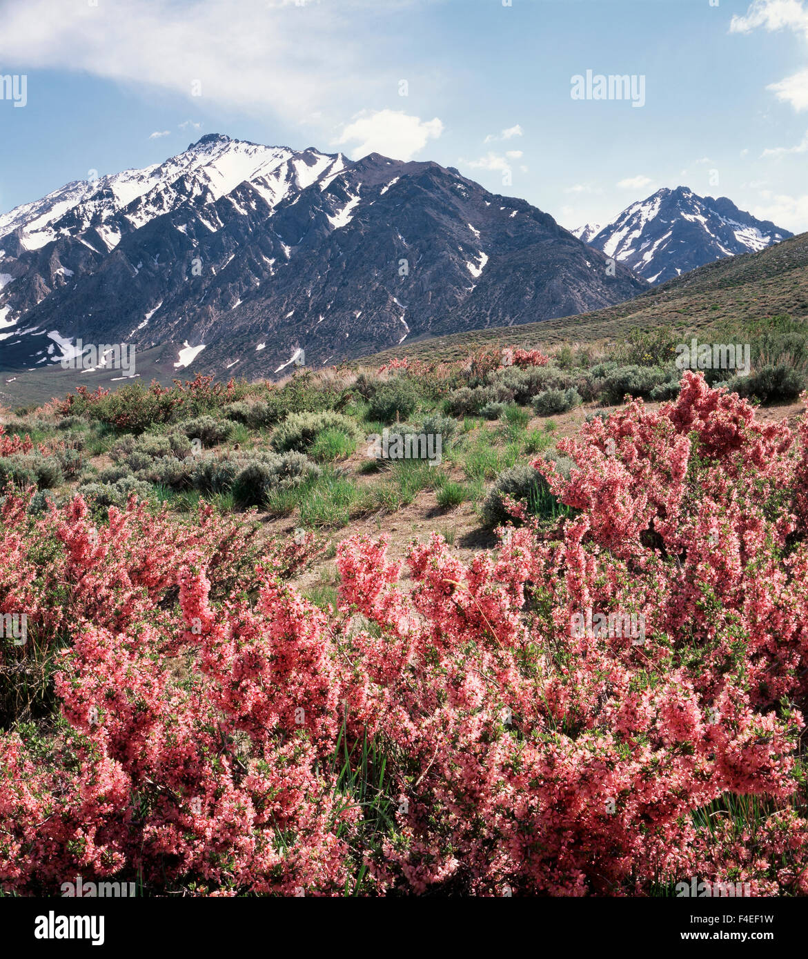 California, Sierra Nevada Mountains, A flowering bush at the base of ...