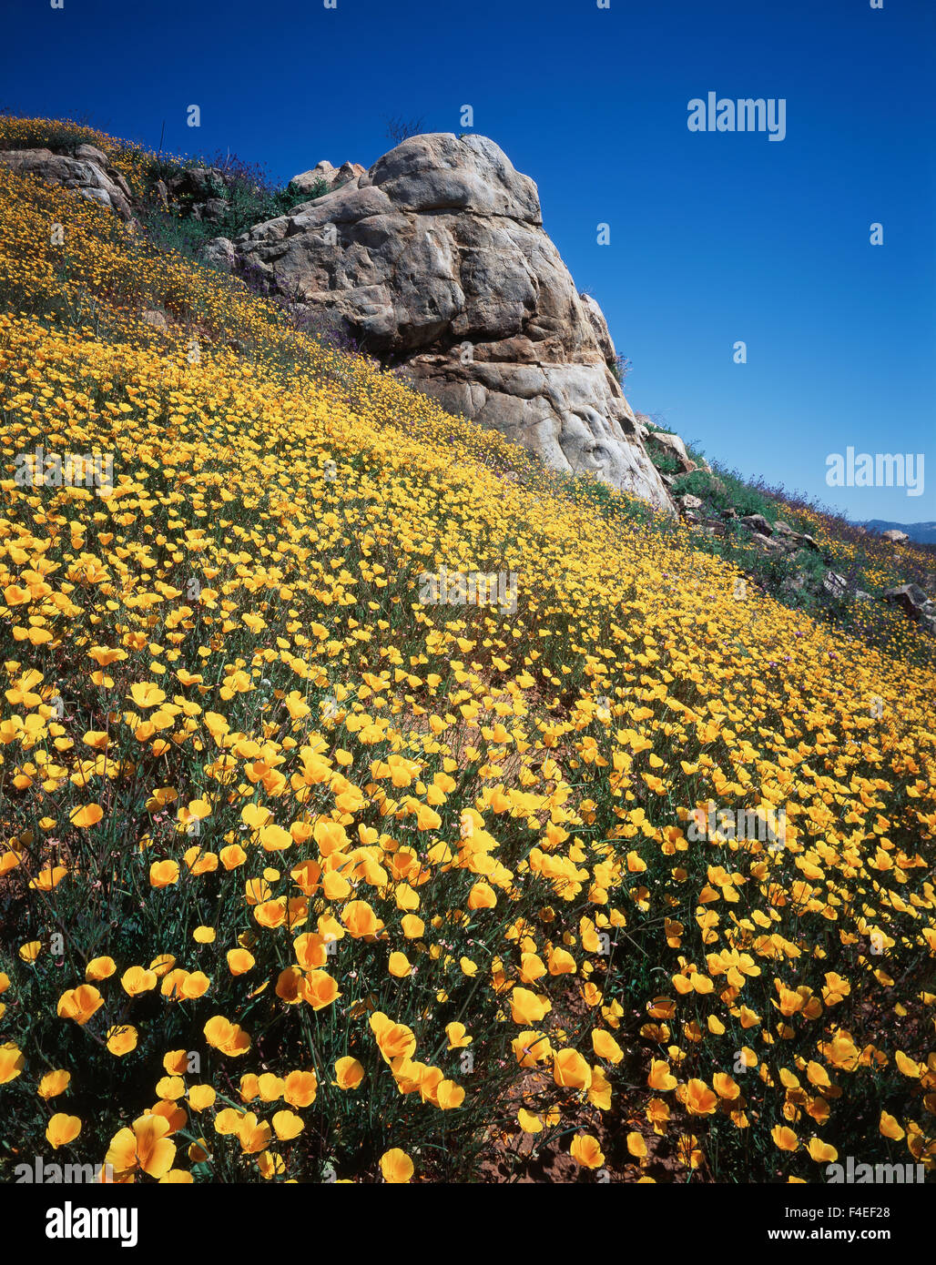 California, Lakeside, A field of California Poppy Wildflowers ...