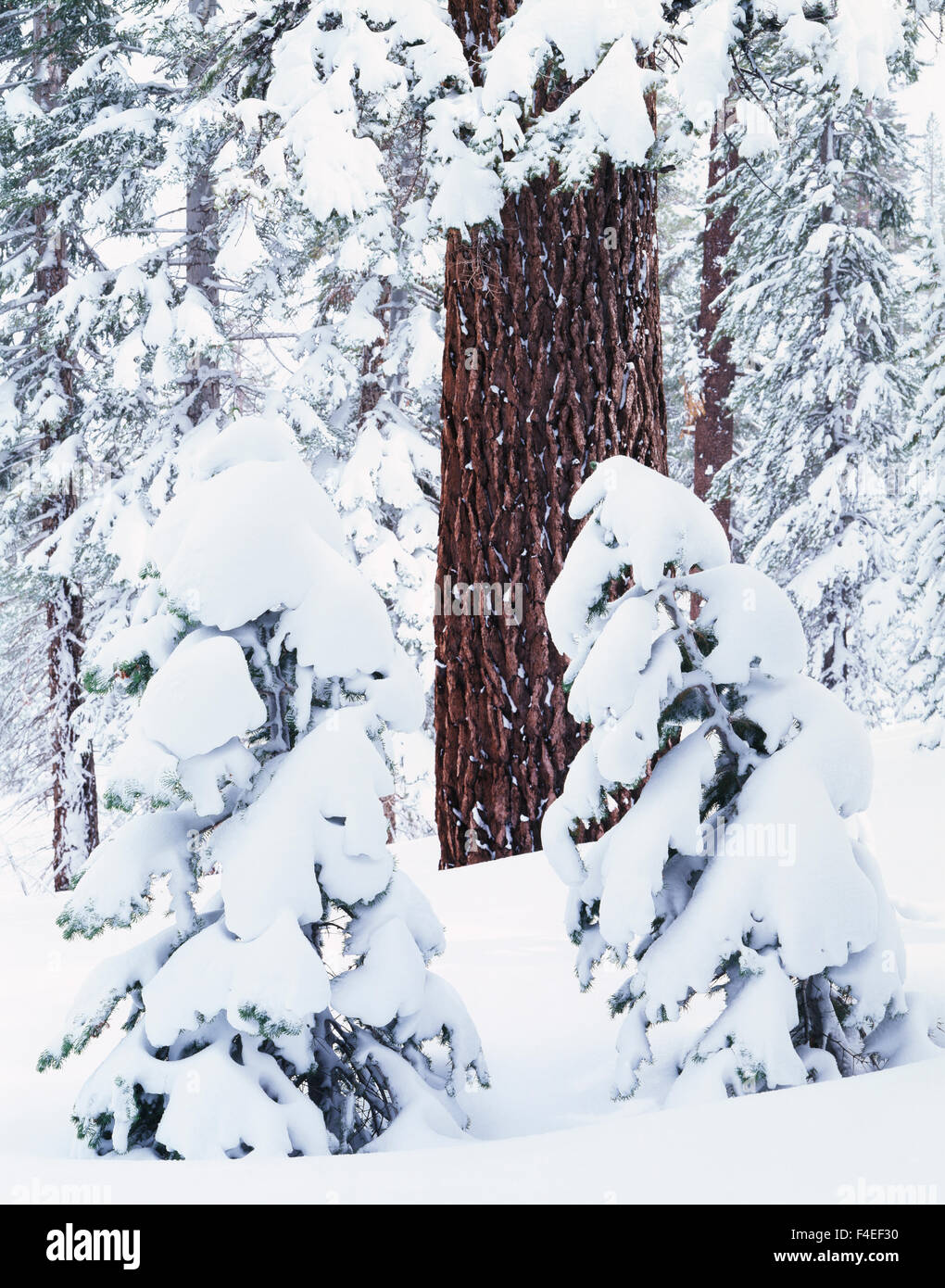 California, Sierra Nevada Mountains, Inyo National Forest, A red fir ...