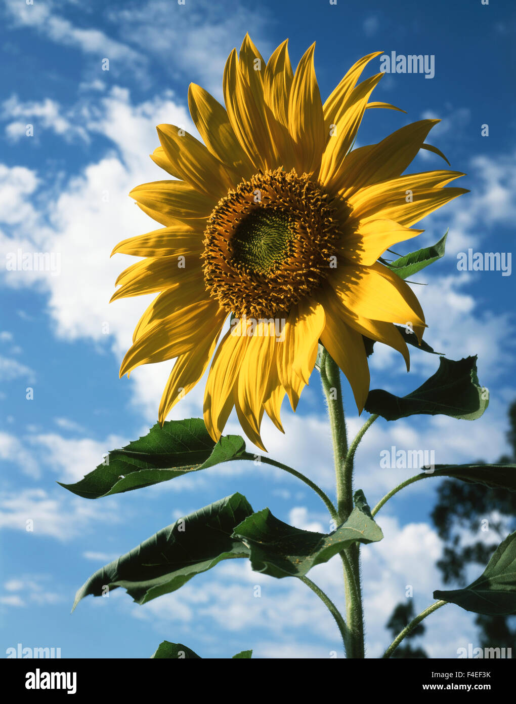 California, A Mammoth Sunflower (Helianthus) in Spring Valley. (Large ...