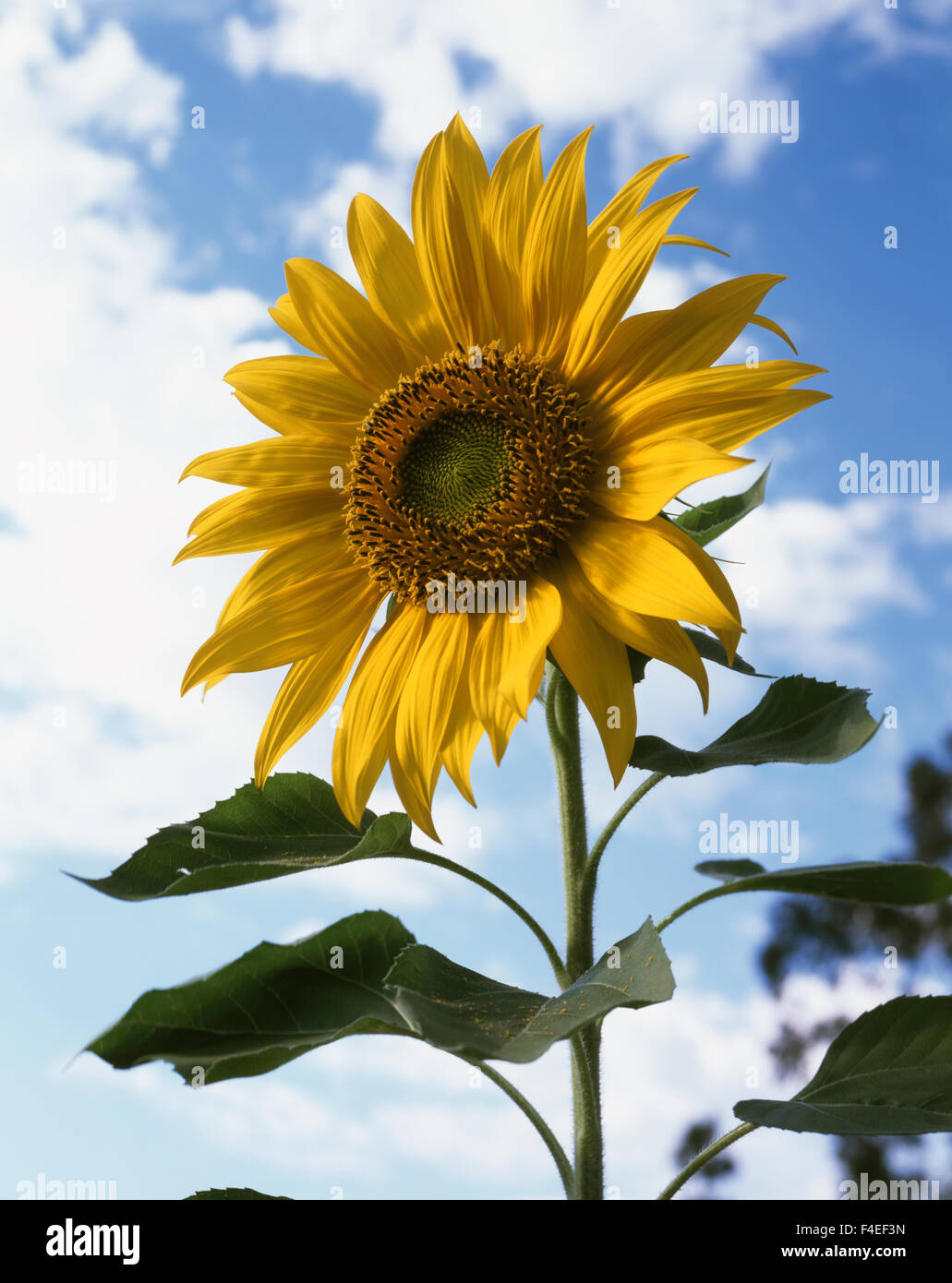 California, A Mammoth Sunflower (Helianthus) in Spring Valley. (Large ...