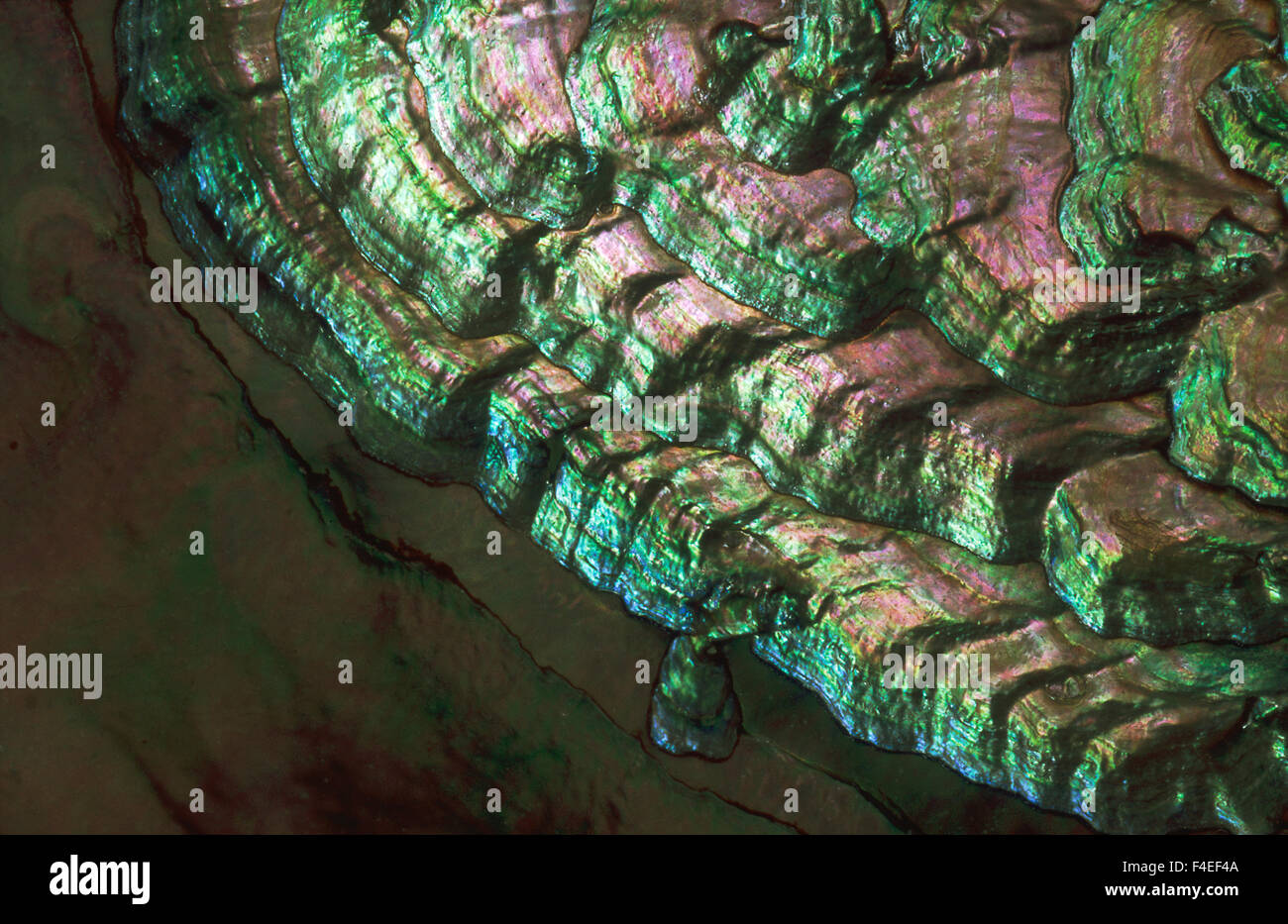 Close up abalone shell hi-res stock photography and images - Alamy