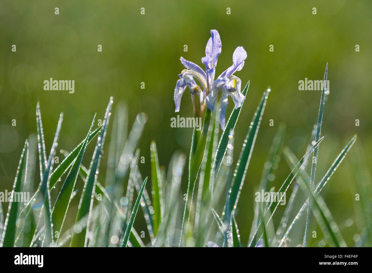 USA, Colorado, Crested Butte. Wild iris with and dewy plants. Credit as ...