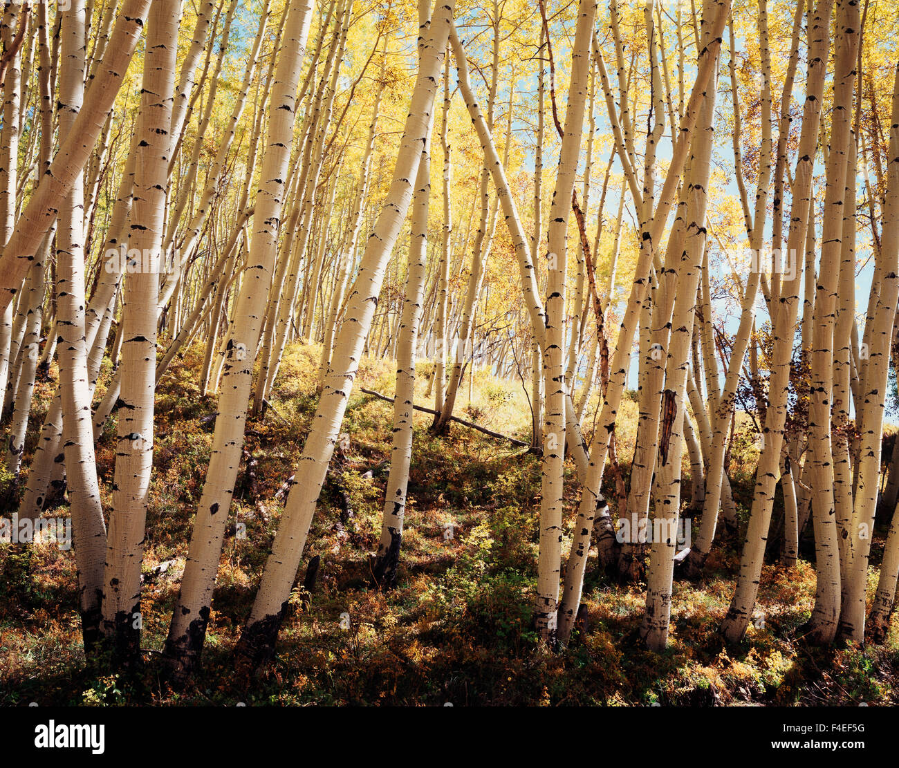 Colorado, Uncompahgre National Forest, Autumn colors of Aspen Trees ...