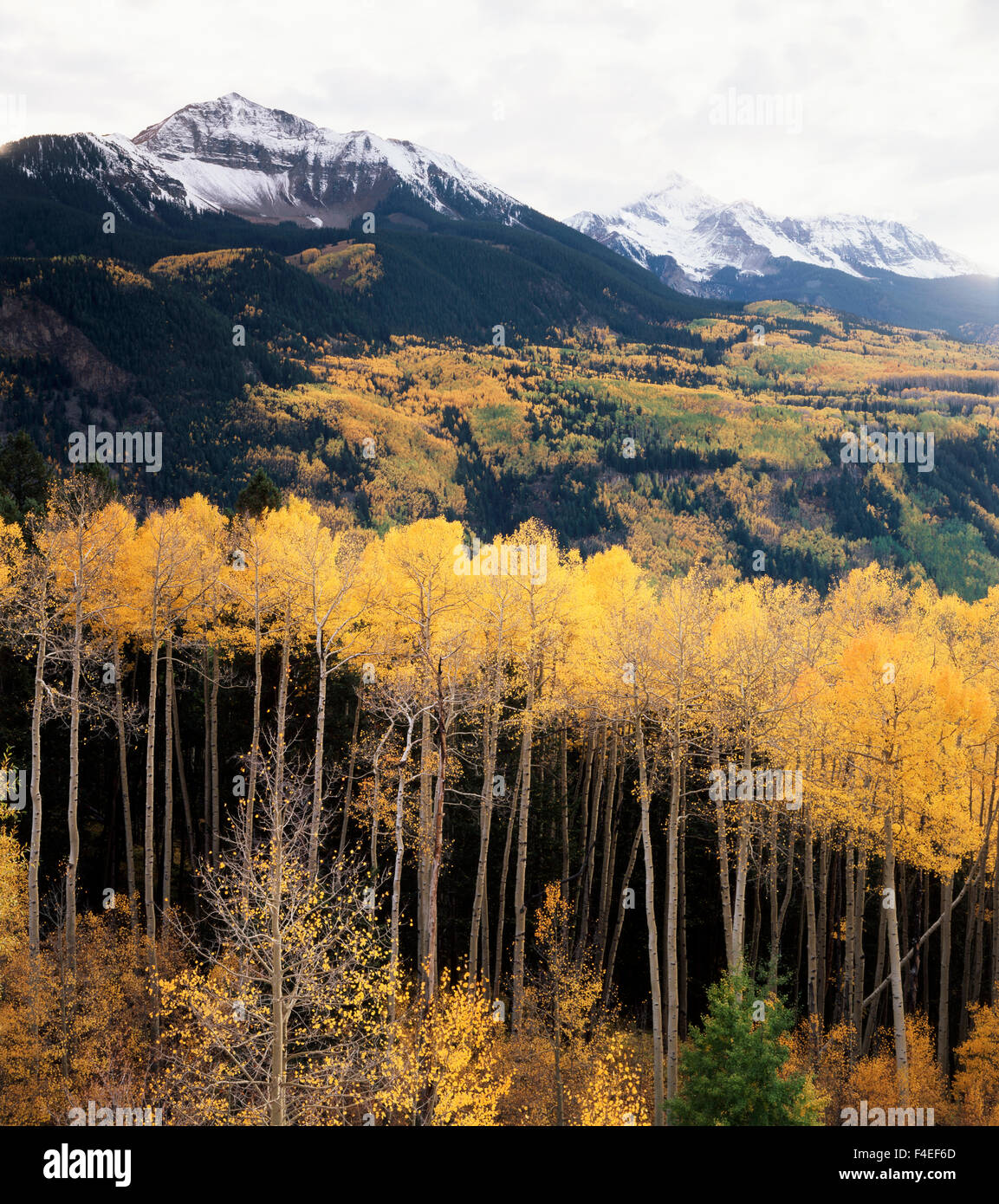 Colorado, Sunshine Mountain and Wilson Peak with the autumn colors of ...