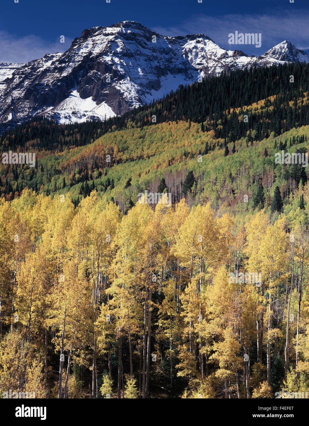 Colorado, The autumn colors of aspen trees (Populus tremuloides) and a ...