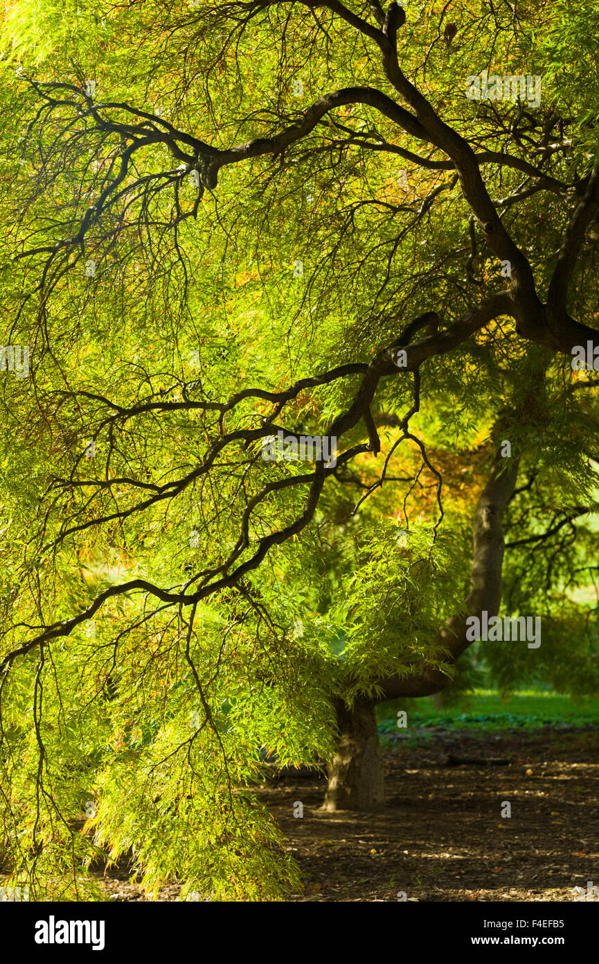 USA, Washington DC, US Capitol grounds, tree detail Stock Photo - Alamy
