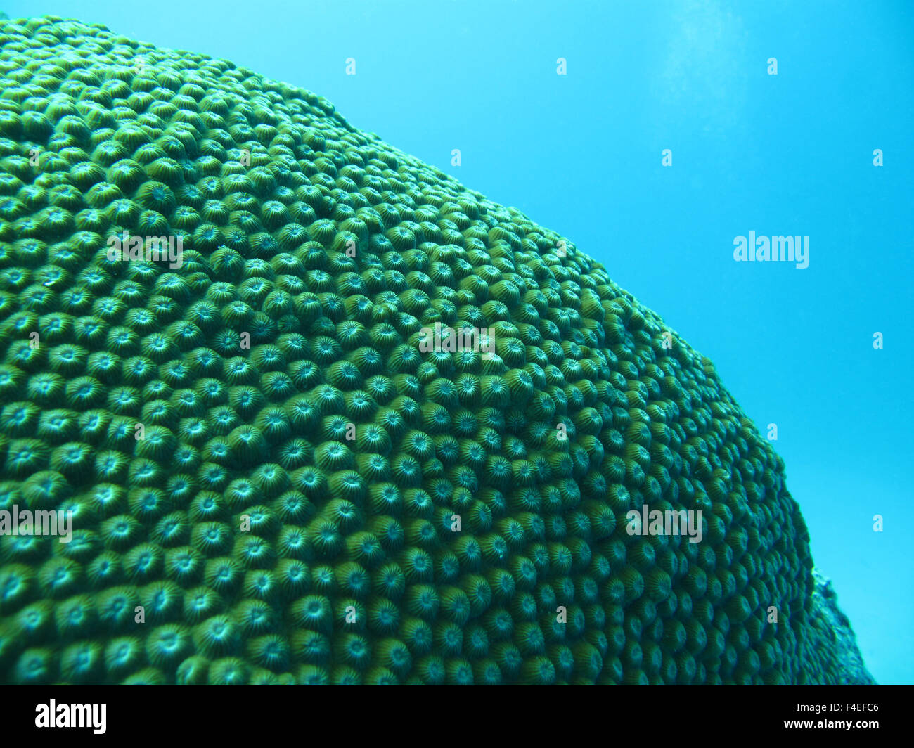 Massive coral, Diploastrea Stock Photo - Alamy