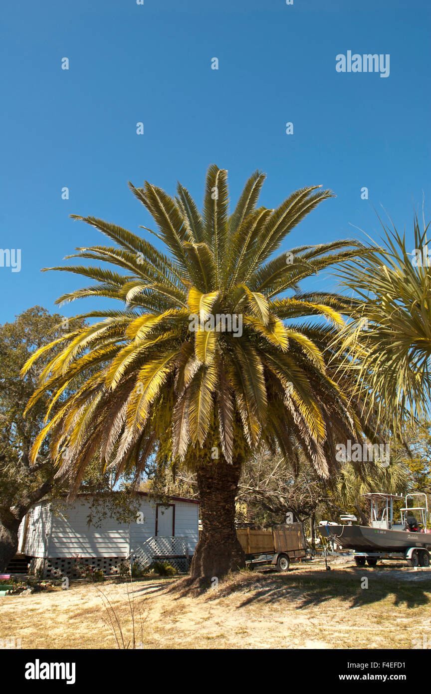 USA, Florida, Cedar Key, Huge Date Palm Tree on State Road 24 Stock ...