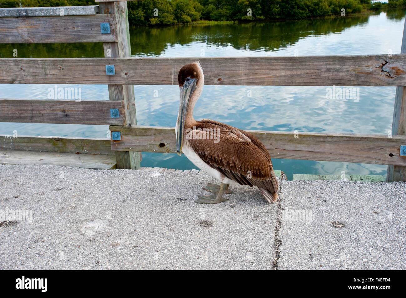 USA, Florida, Cedar Key, No. 4 Bridge Fishing Pier Resident Brown ...