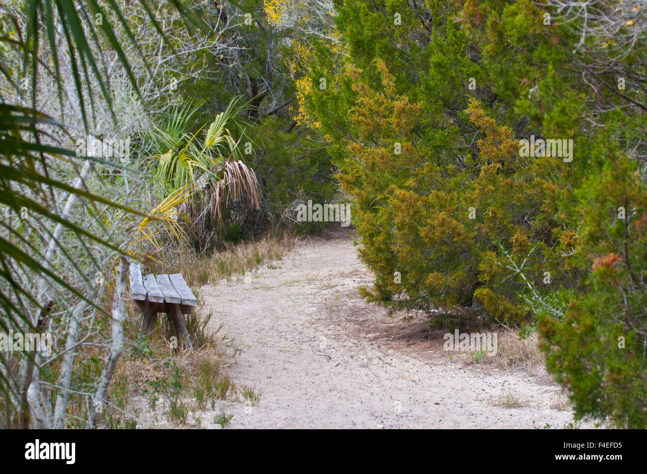 USA, Florida, Cedar Key, Railroad Trestle Nature Trail Stock Photo - Alamy