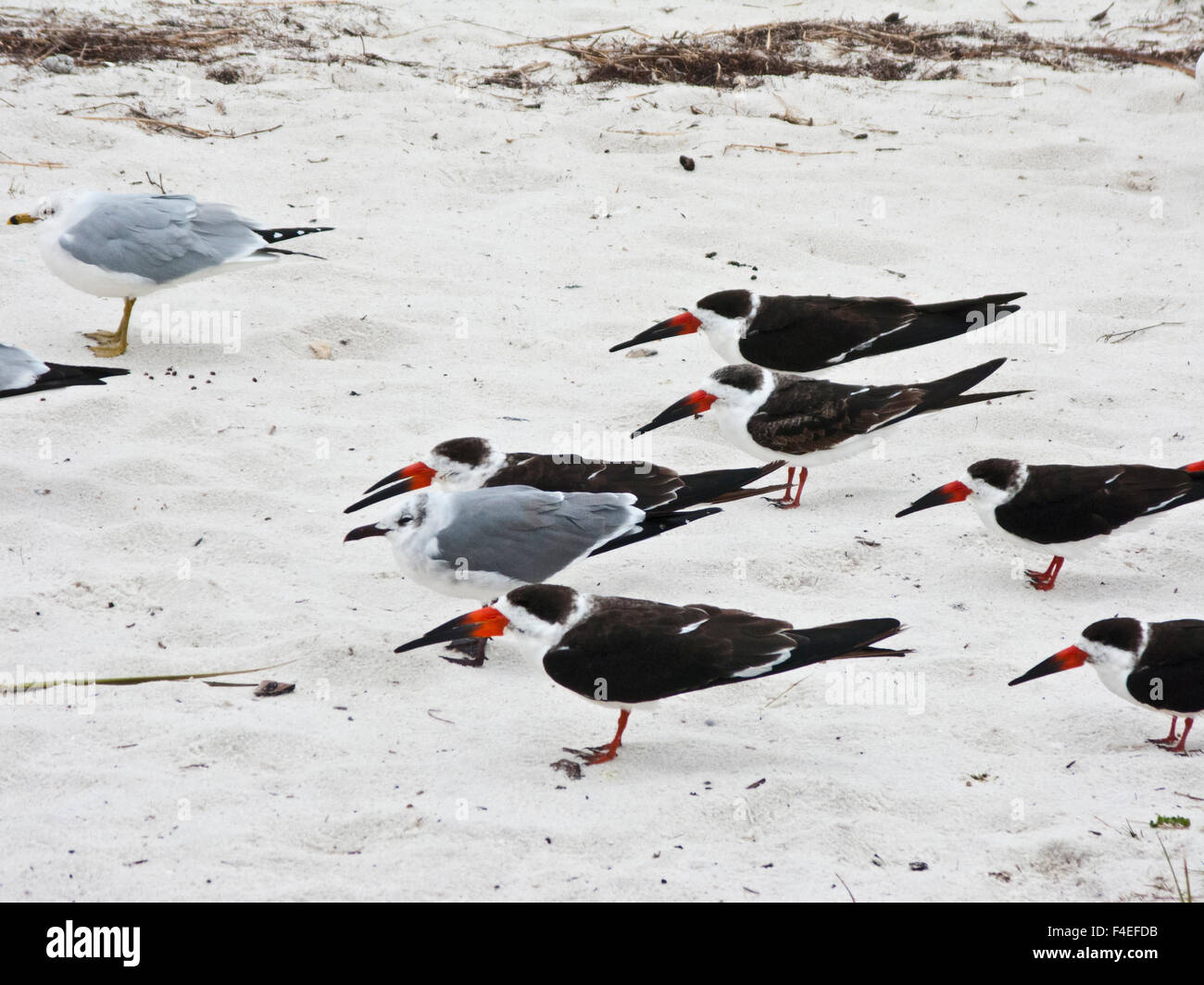 USA, Florida, Cedar Key, Black Skimmers on City Park Public Beach Stock ...