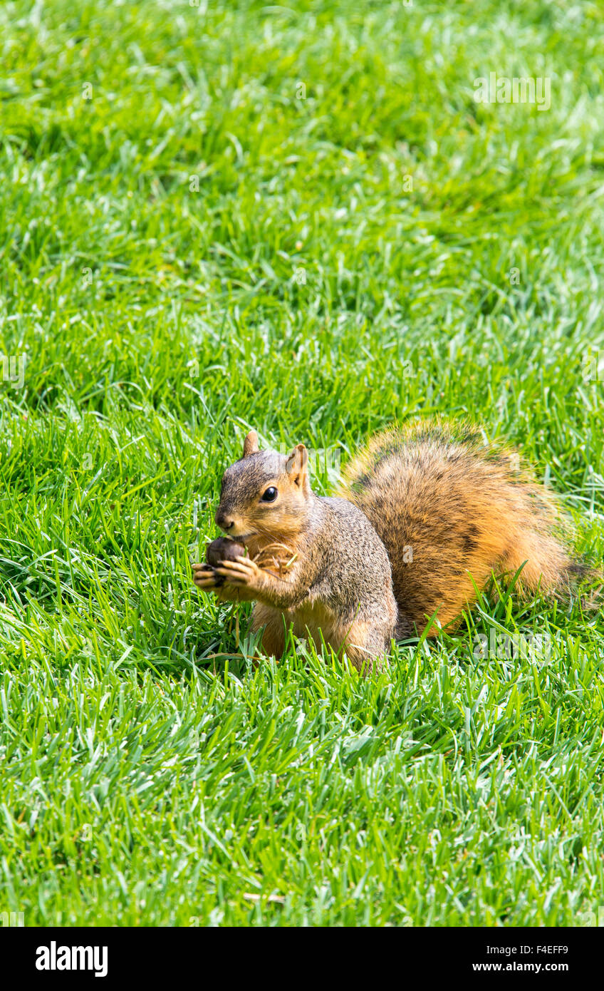 Colorado Squirrel Identification