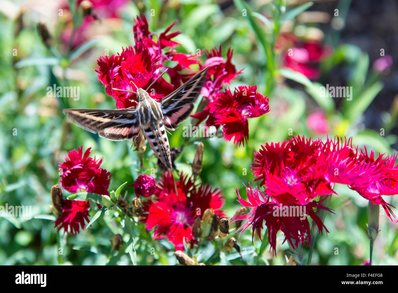 USA, Colorado, Colorado Springs. Broadmoor Resort's White-lined Sphinx ...