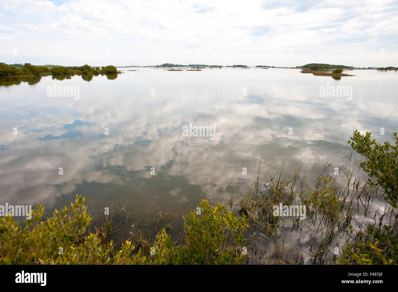 Bay cedar florida hi-res stock photography and images - Alamy