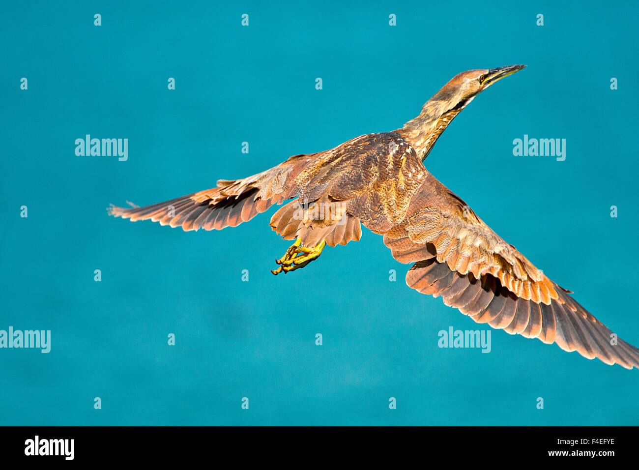 USA, Florida, Immokalee, wading bird, American Bittern, in Flight Stock ...