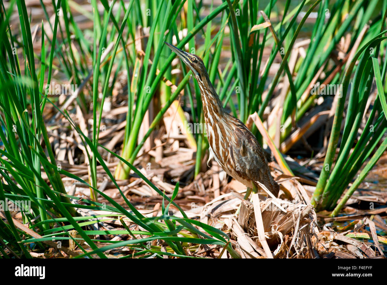 USA, Florida, Immokalee, Water Treatment Facility. American Bittern ...
