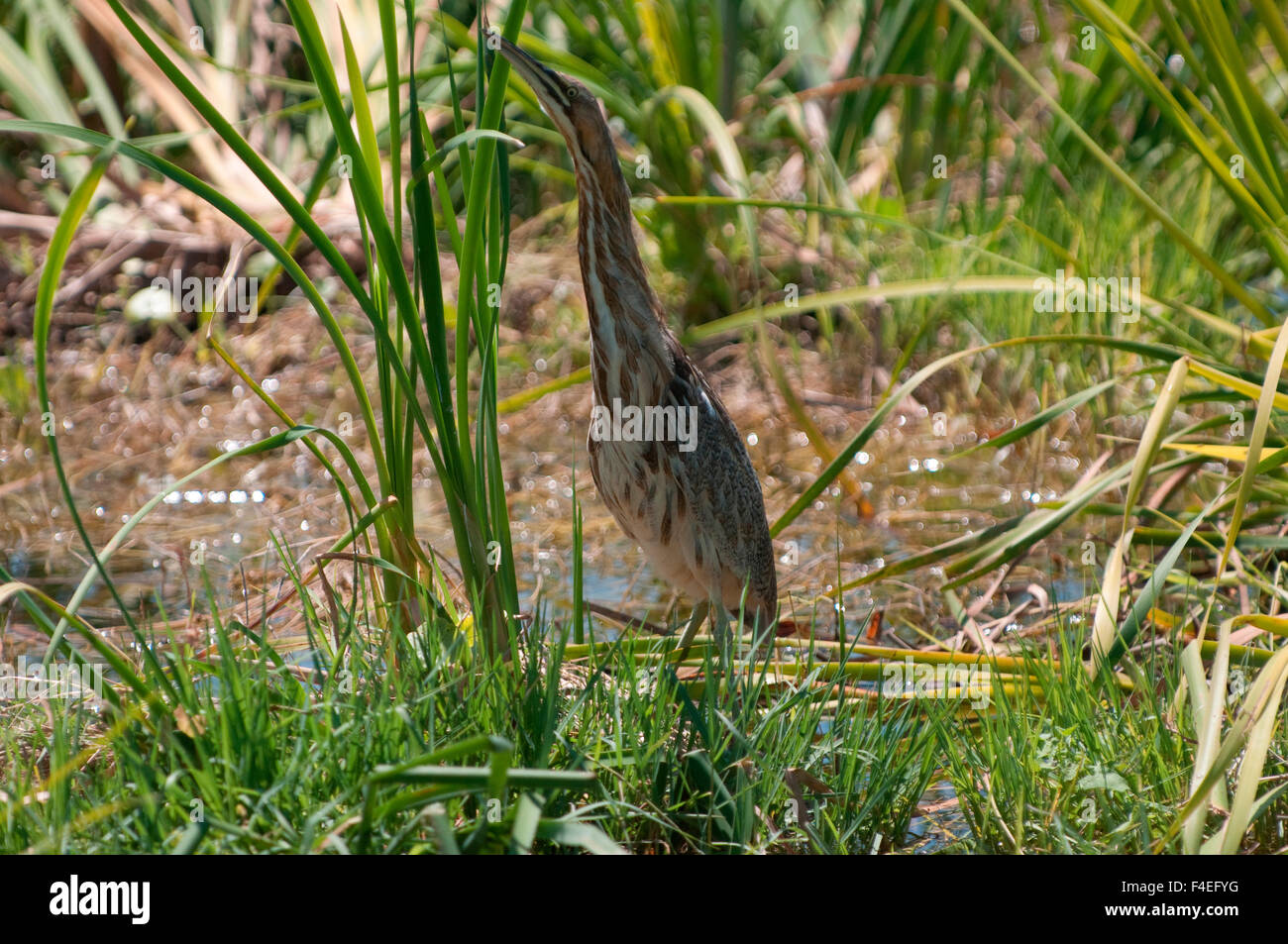 USA, Florida, Immokalee, Water Treatment Facility. American Bittern ...