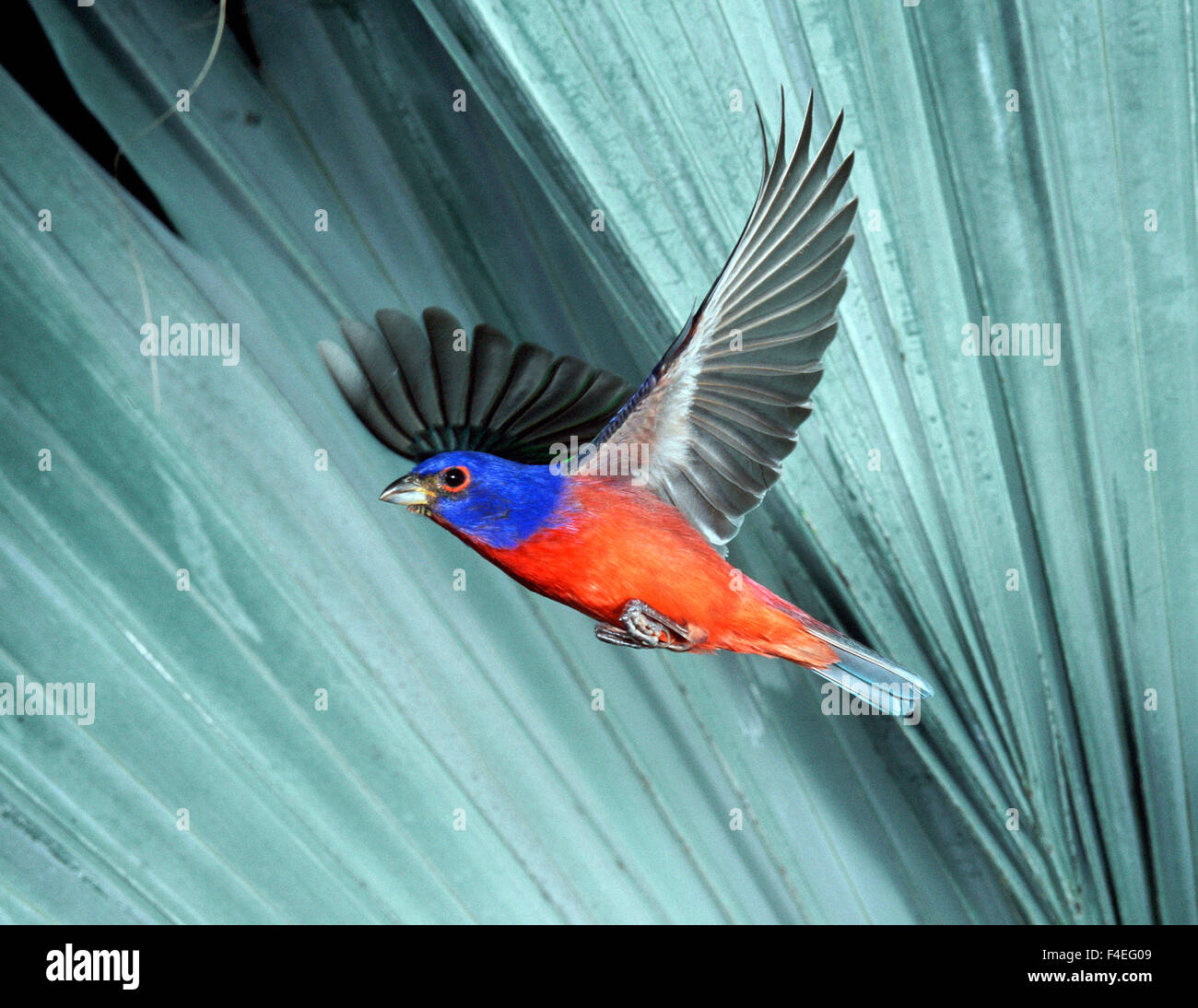 Painted Bunting Flying