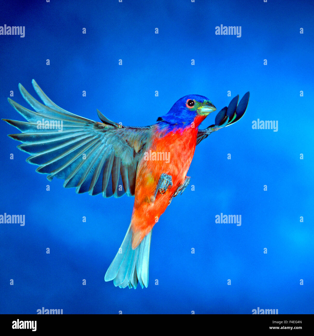 North America, USA, Florida, Immokalee, Male painted bunting Flying ...