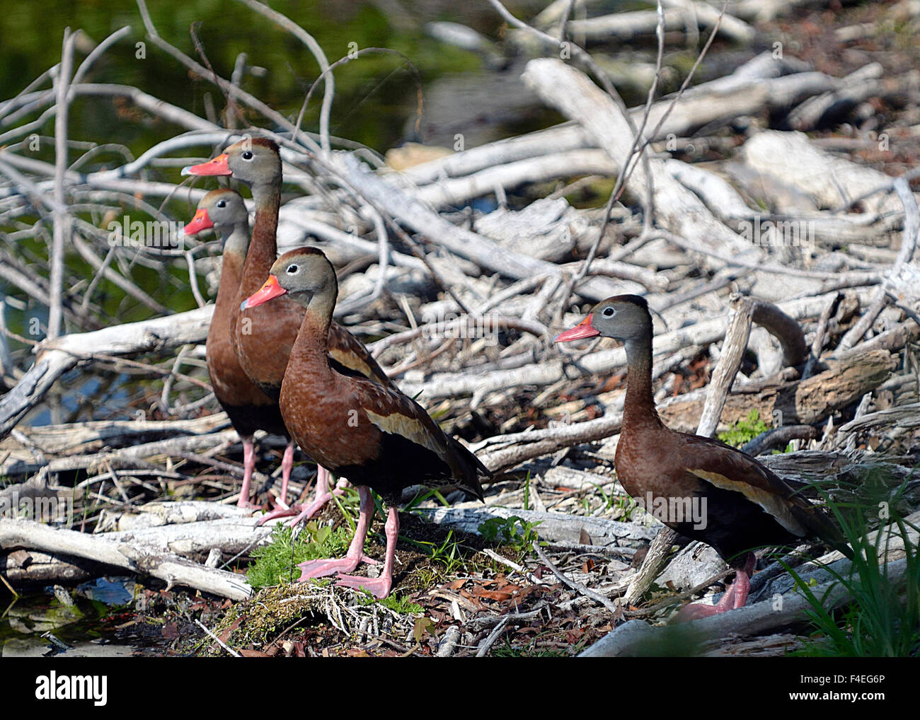 North America, USA, Florida, Venice, Audubon Refuge, Black-bellied ...