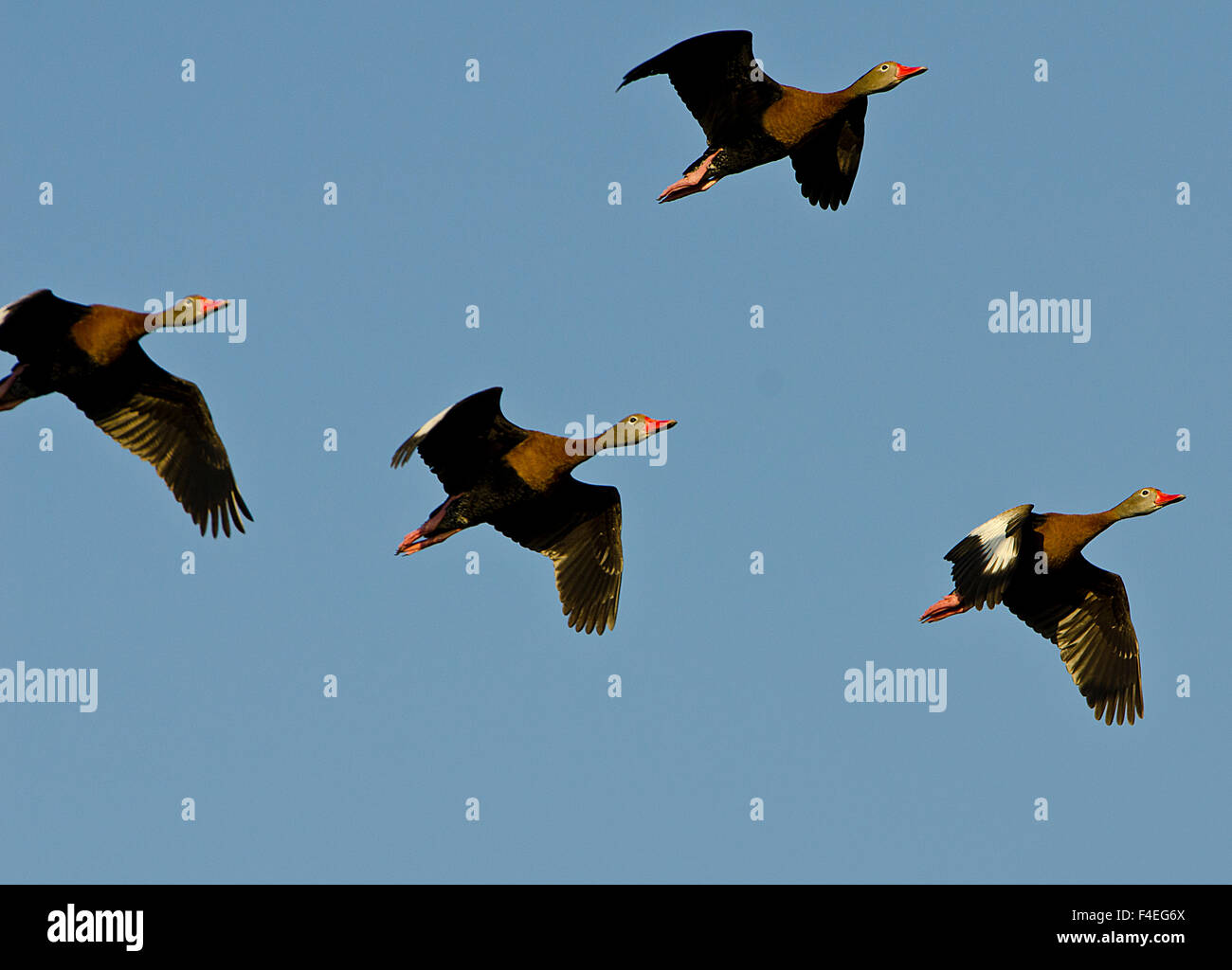 North America, USA, Florida, Venice, Audubon Refuge, Black-bellied ...