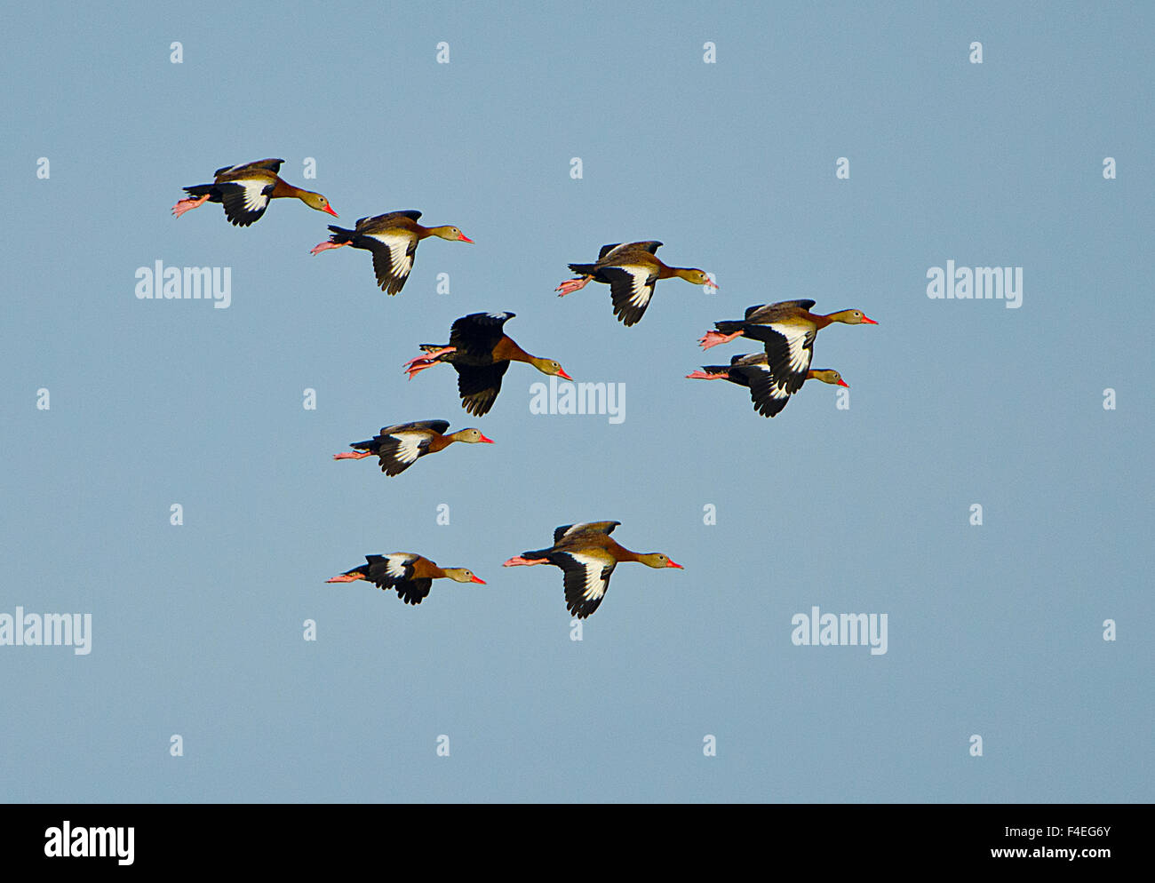 Nine bird formation hi-res stock photography and images - Alamy