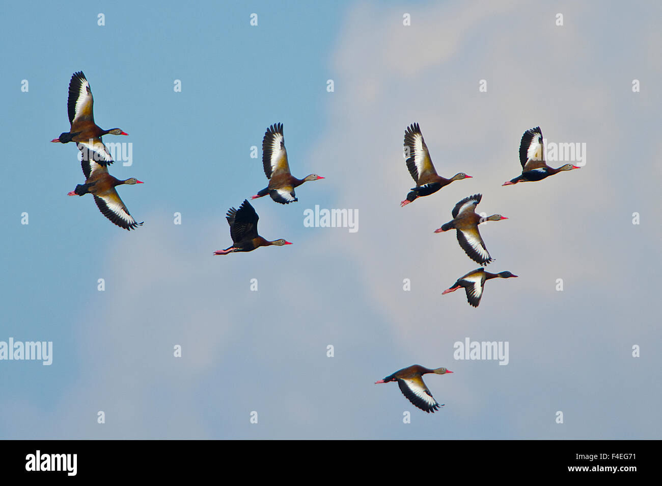 North America, USA, Florida, Venice, Audubon Refuge, Black-bellied ...