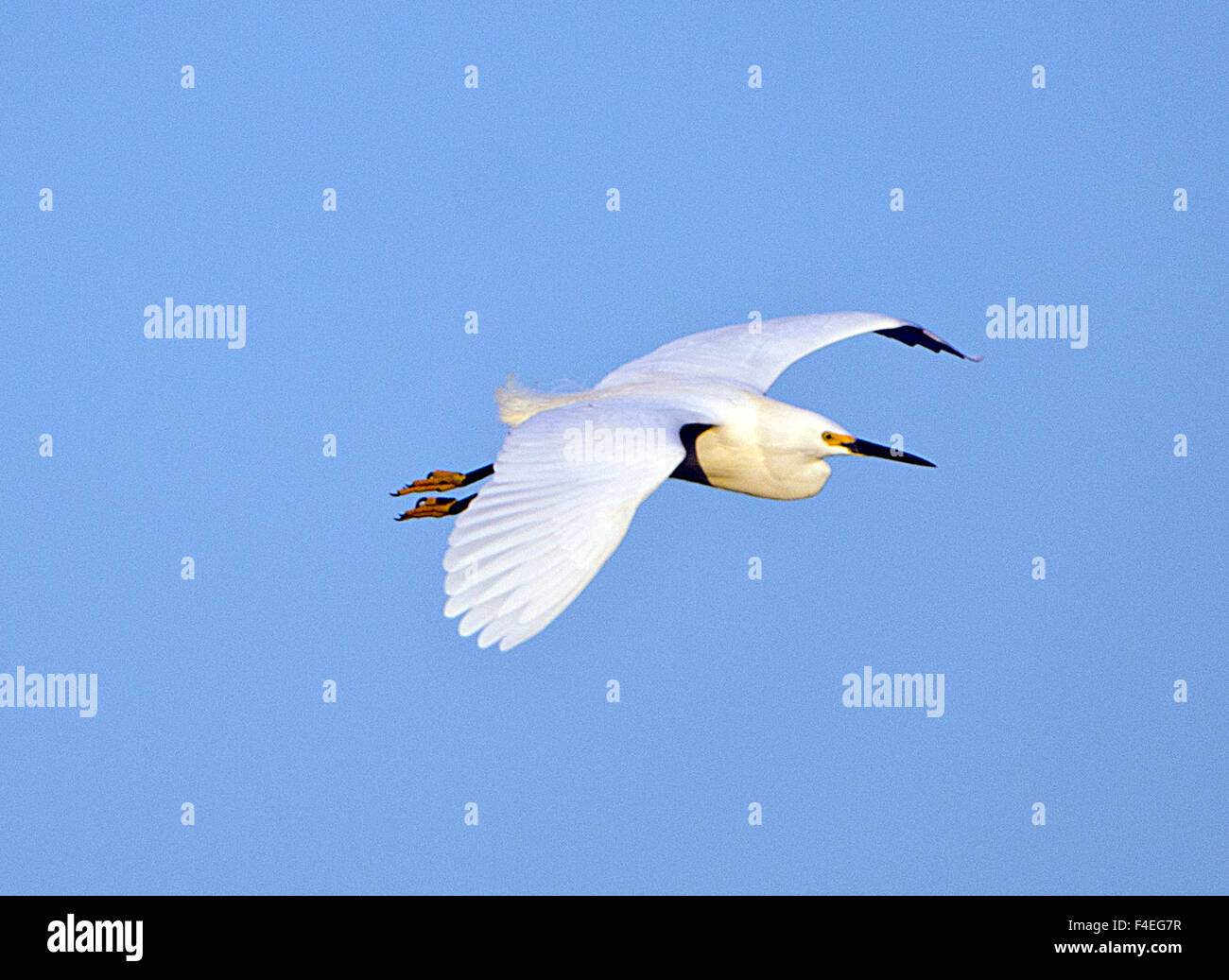 Florida, Venice, Snowy Egret Flying Stock Photo - Alamy