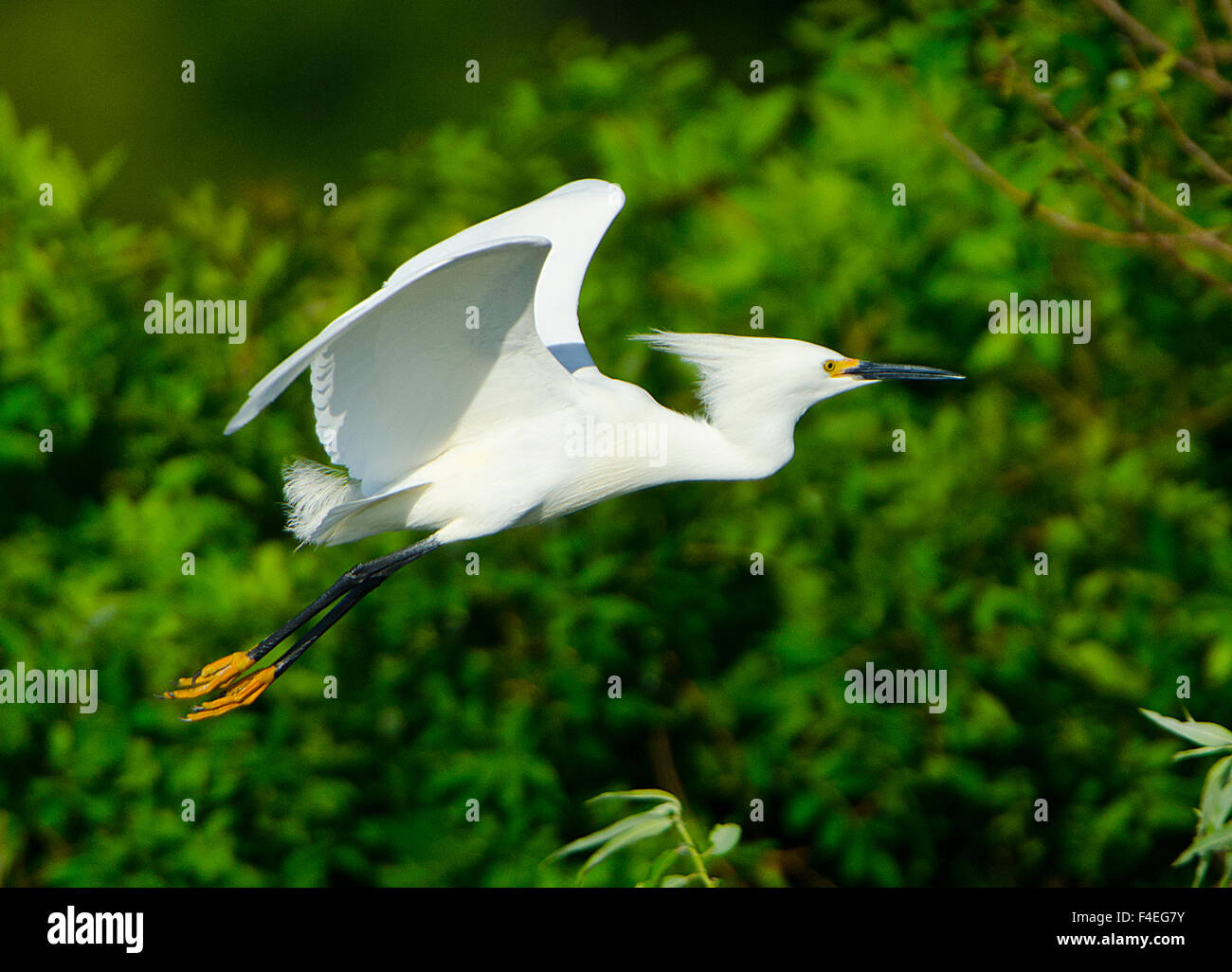 Florida, Venice, Snowy Egret Flying Stock Photo - Alamy
