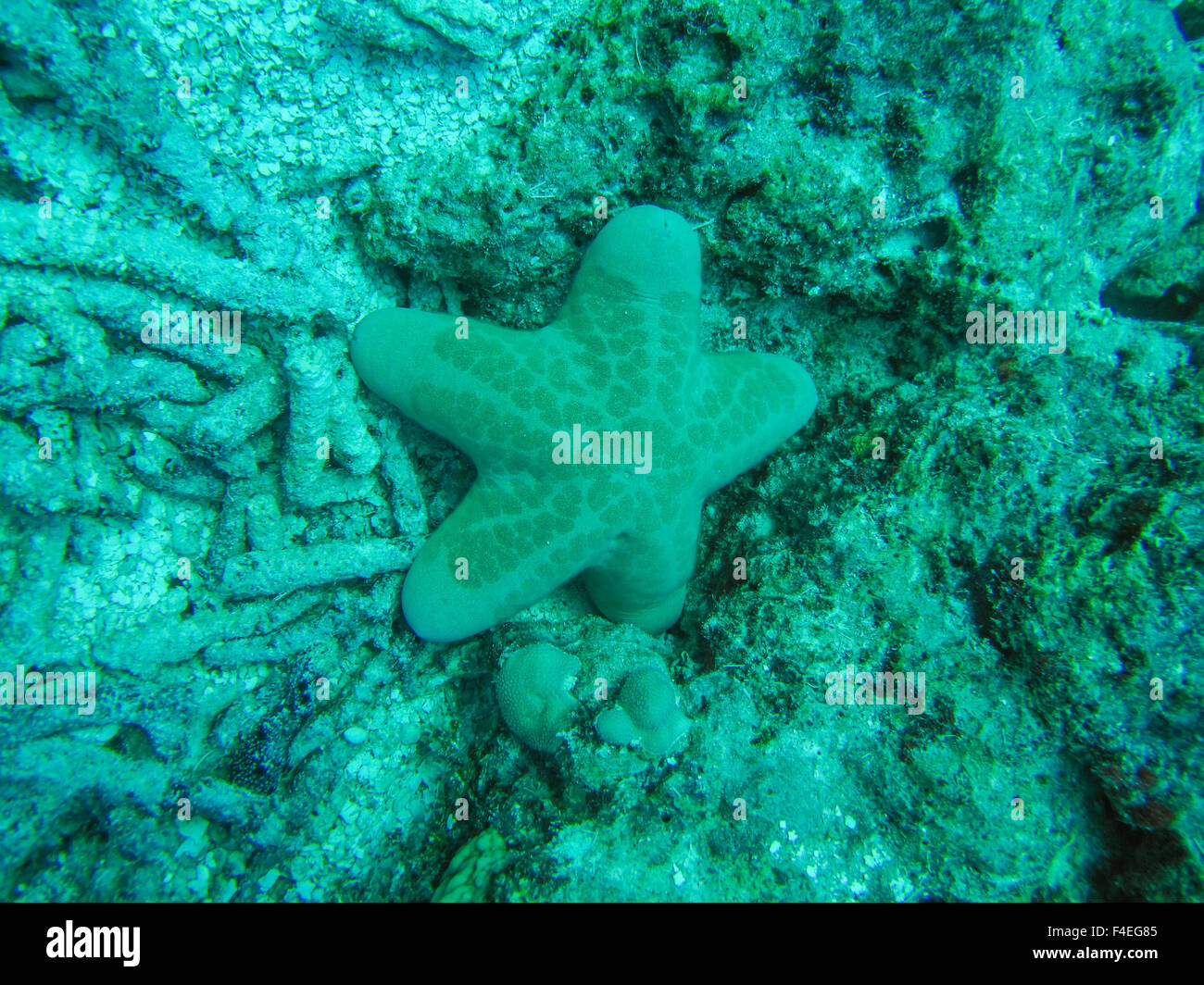 Algae grazer hi-res stock photography and images - Alamy