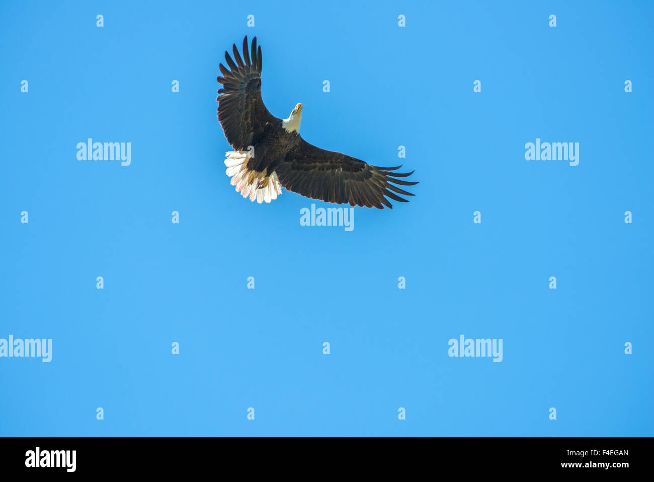 USA, Florida, Daytona, Bald Eagle flying (Large format sizes available ...