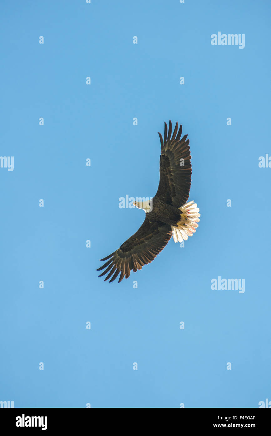 USA, Florida, Daytona, Bald Eagle flying (Large format sizes available ...