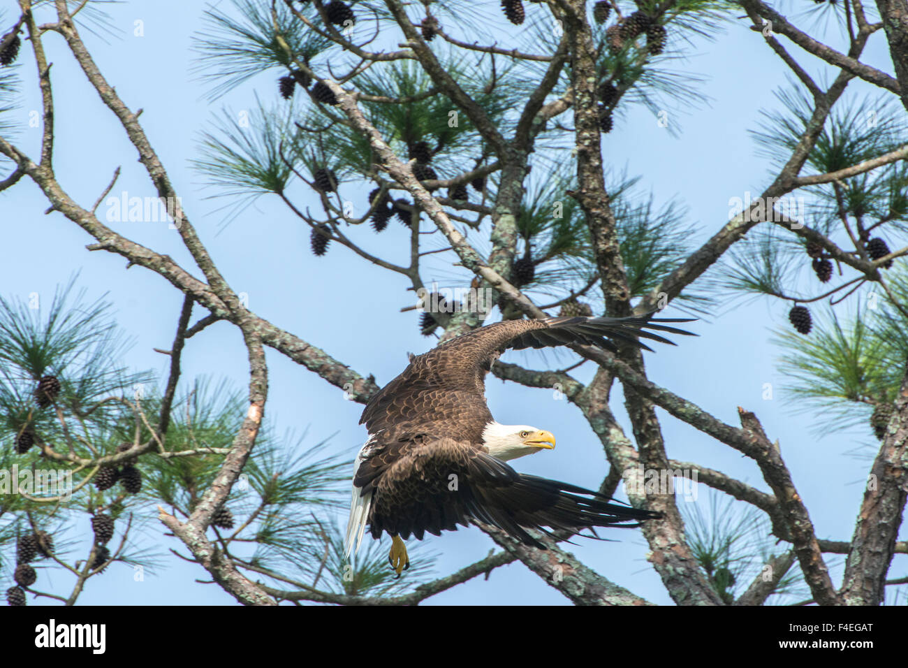 USA, Florida, Daytona, Bald Eagle flying Stock Photo - Alamy
