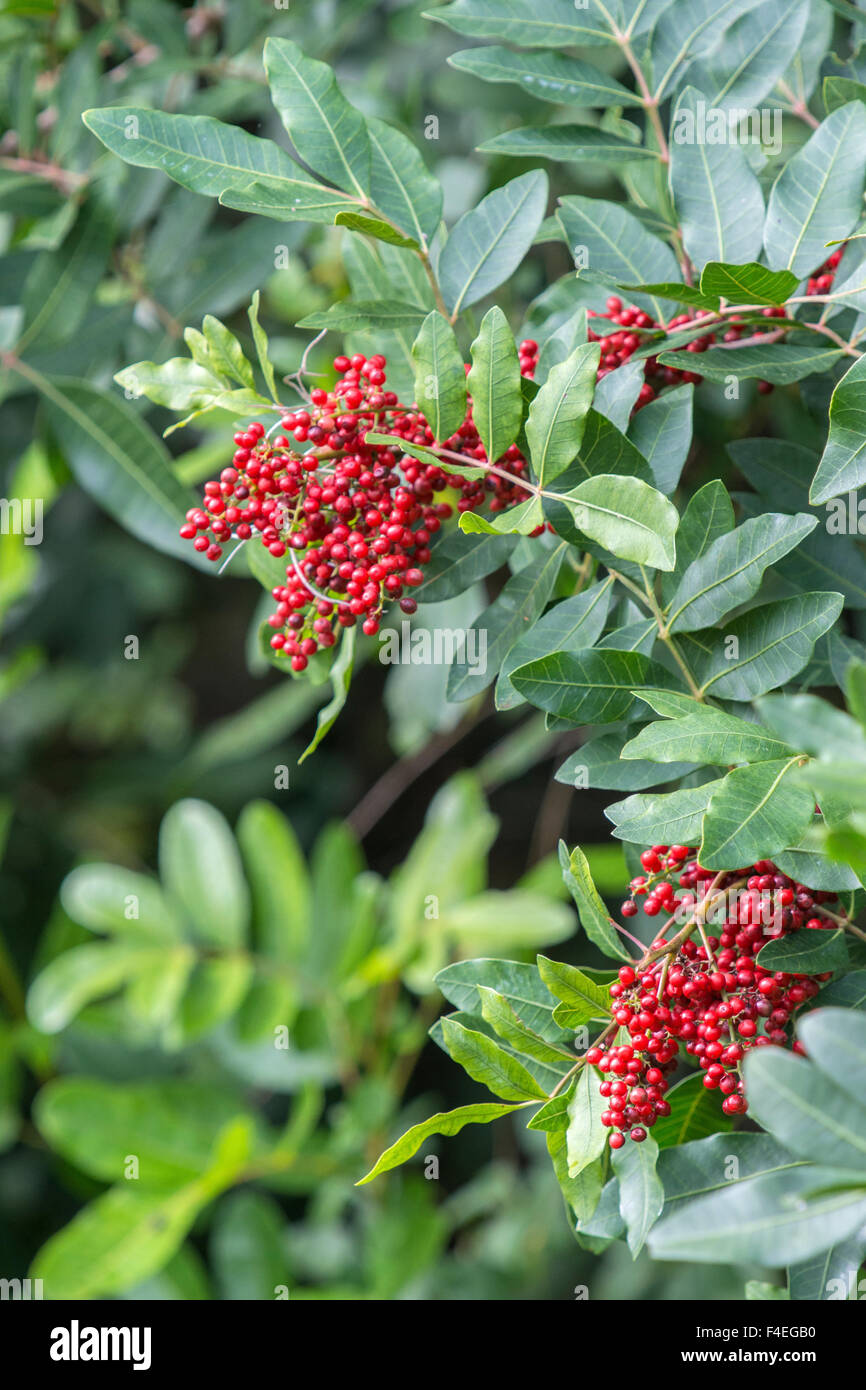 USA, Florida, Daytona, Brazilian Pepper tree Stock Photo - Alamy