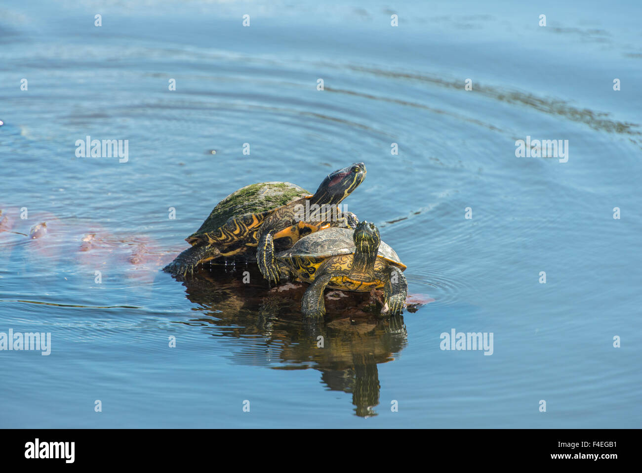 USA, Florida, Daytona, yellow belly slider turtles (Large format sizes ...