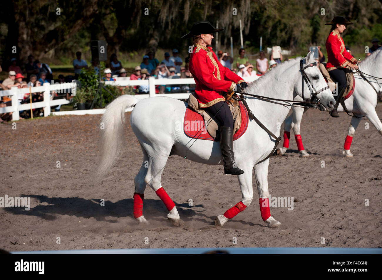 Florida, Myakka City, Colonel Herrmann's Royal Lipizzaner Ranch ...