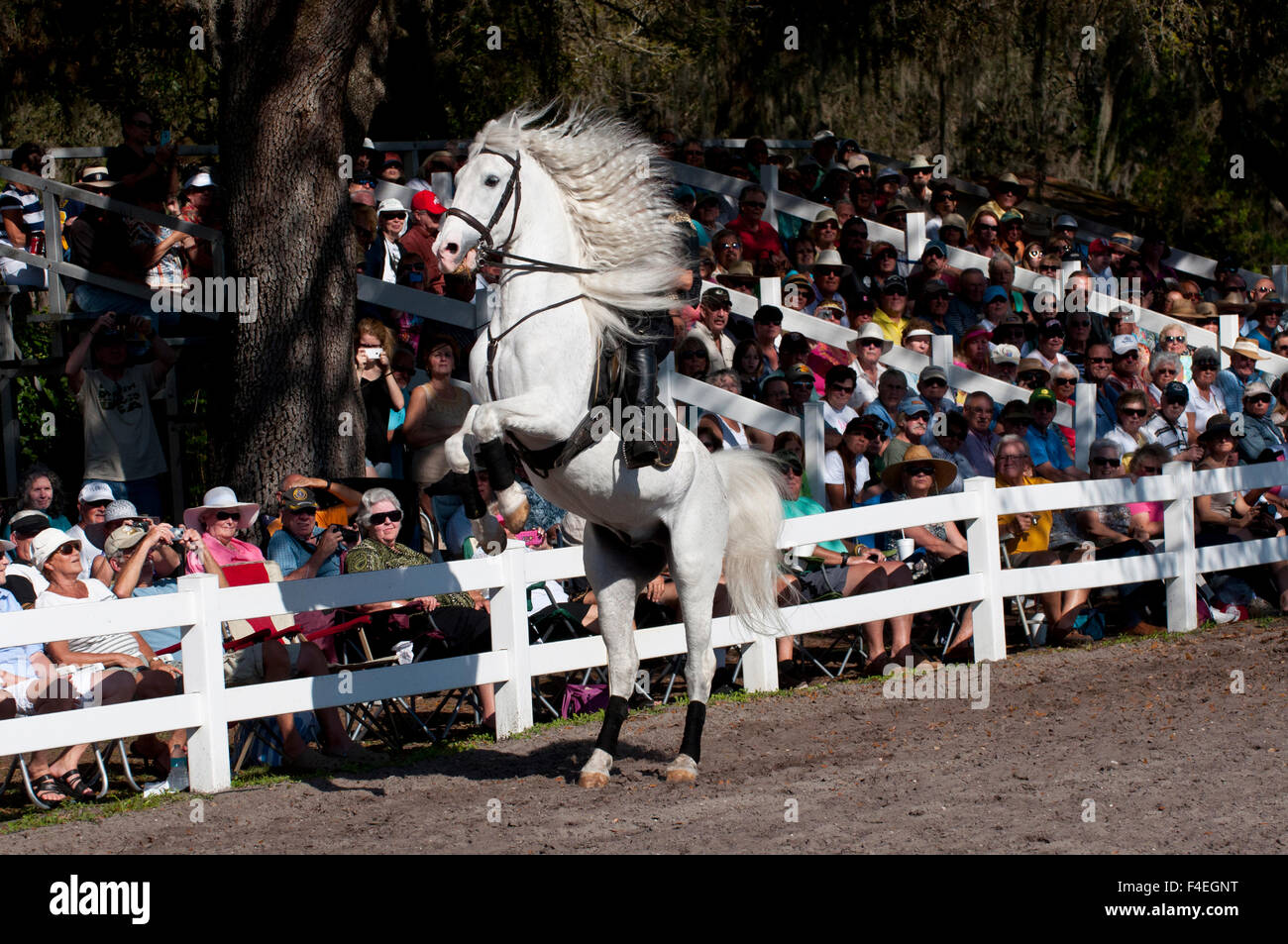 Florida, Myakka City, Colonel Herrmann's Royal Lipizzaner Ranch ...