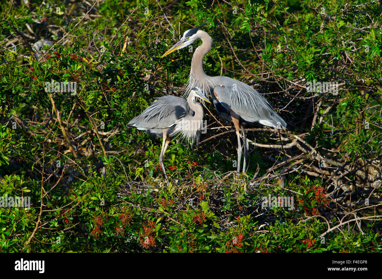 Florida, Venice, Great Blue Heron, Pair at nest Stock Photo - Alamy