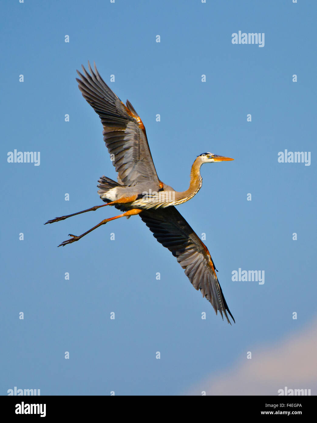 Florida, Venice, Great Blue Heron Flying wings wide blue sky Stock ...