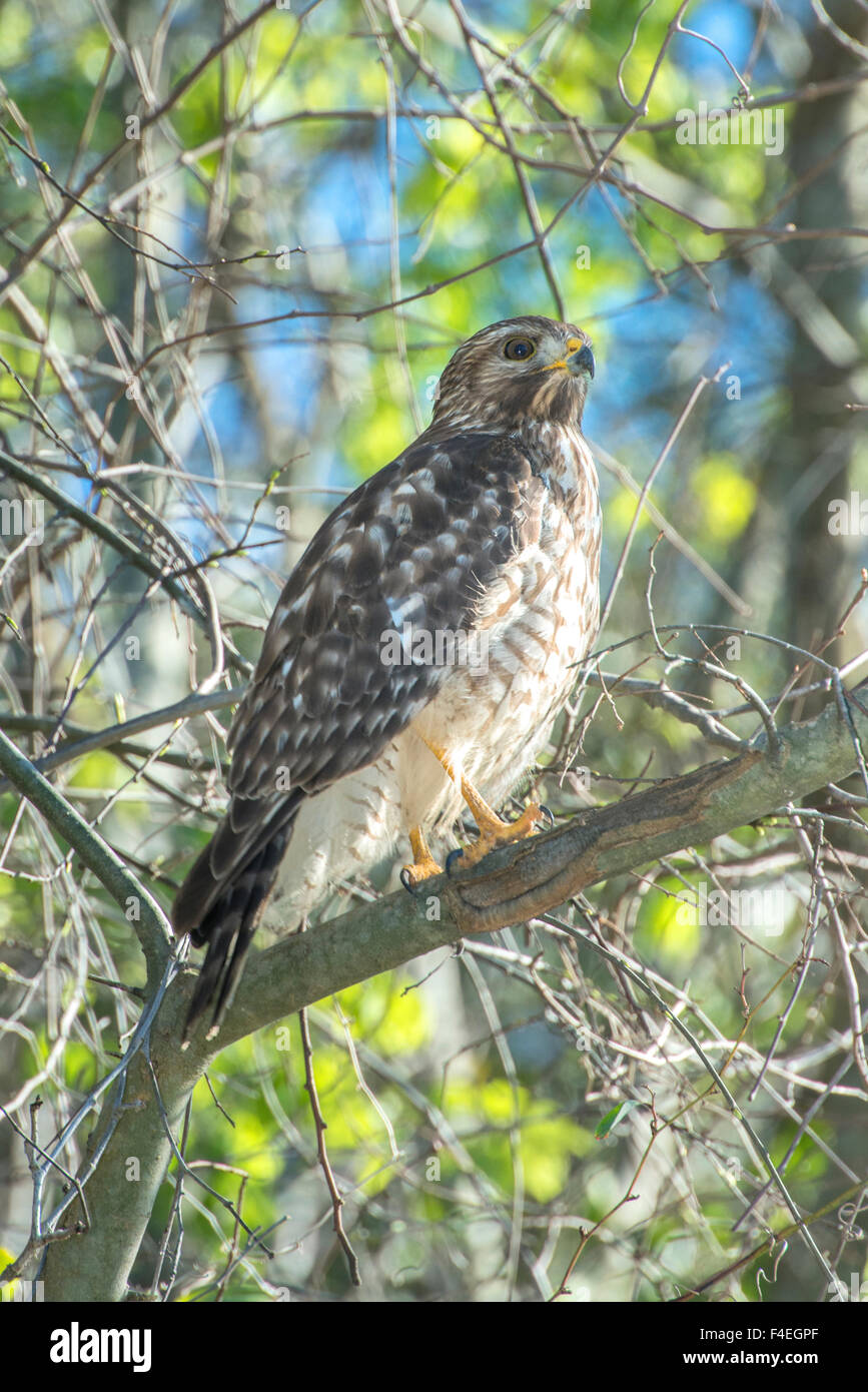 USA, Florida, New Smyrna Beach, Red-shouldered hawk Stock Photo - Alamy