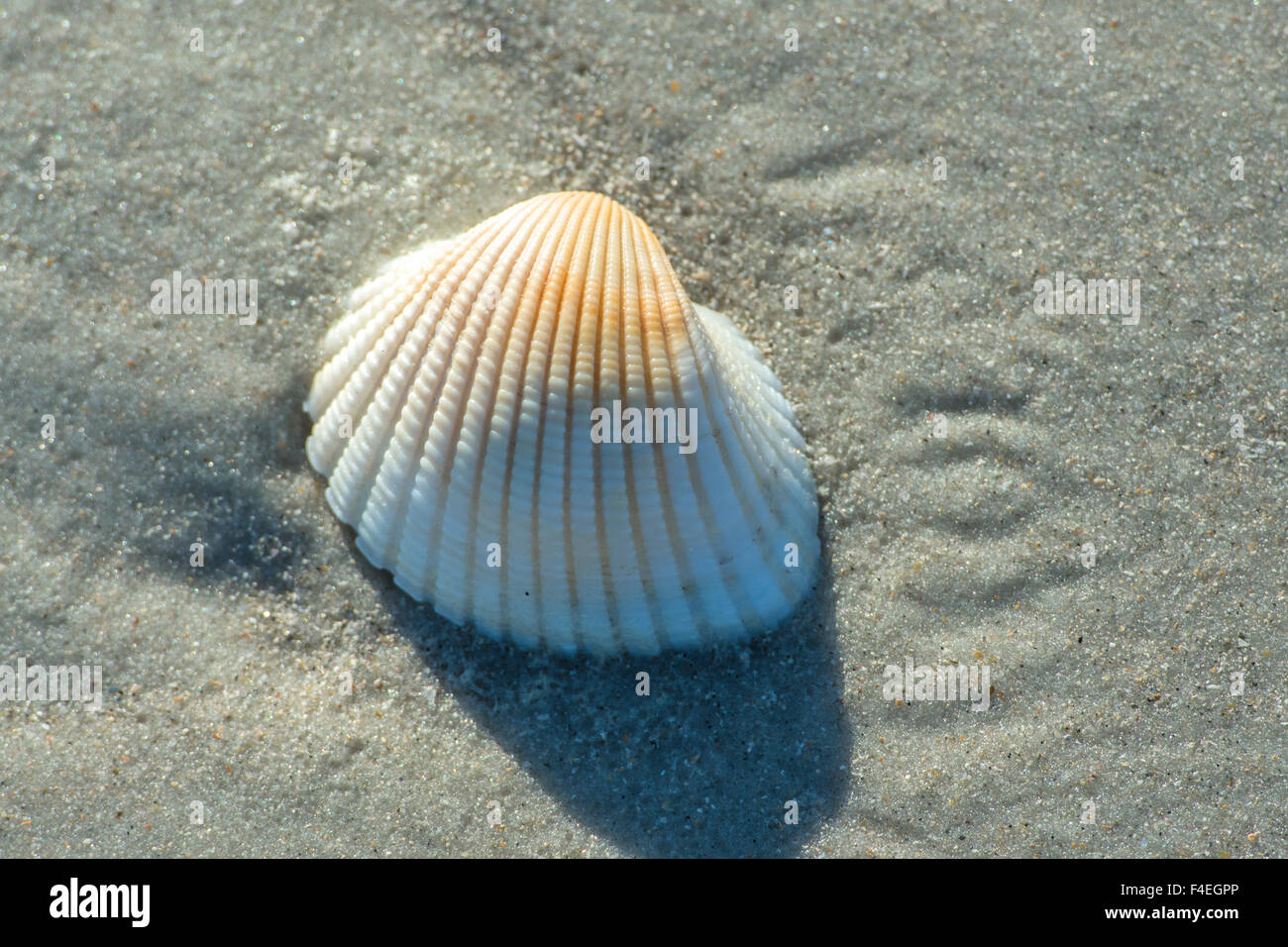 USA, Florida, New Smyrna Beach, cockle shell Stock Photo - Alamy