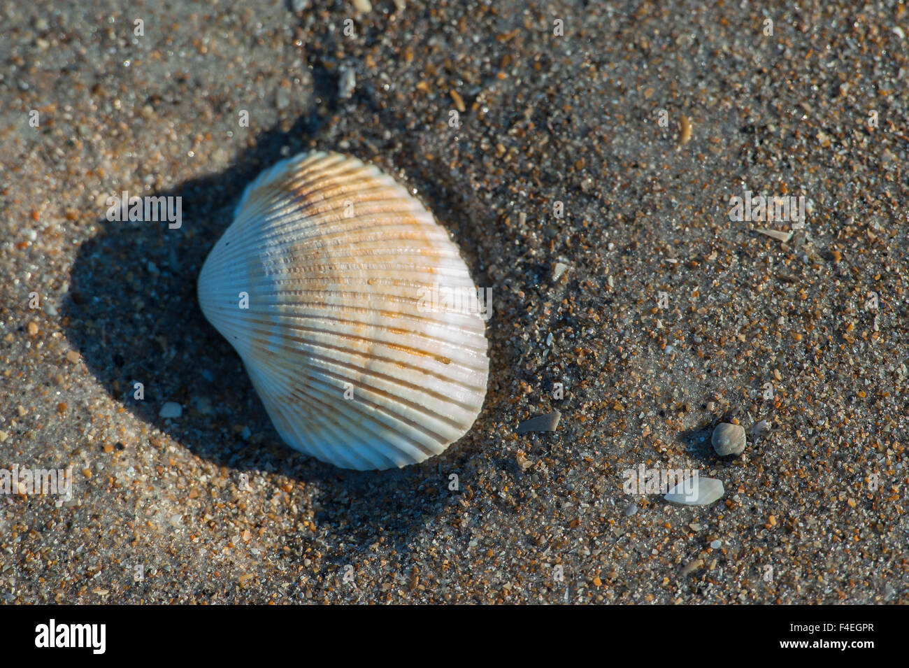 USA, Florida, New Smyrna Beach, cockle shell Stock Photo - Alamy